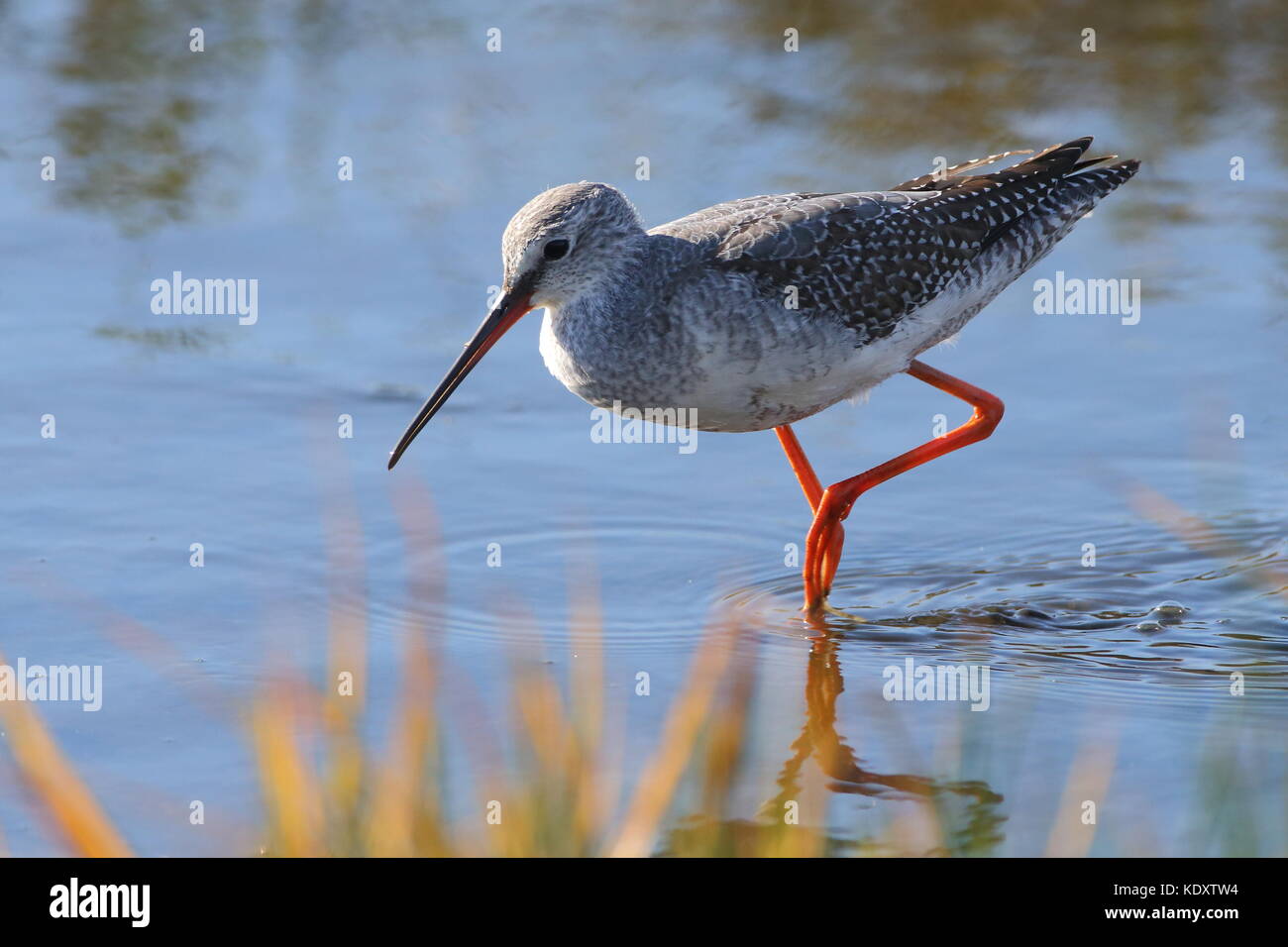 Adult Winter Spotted Redshank Stock Photo - Alamy