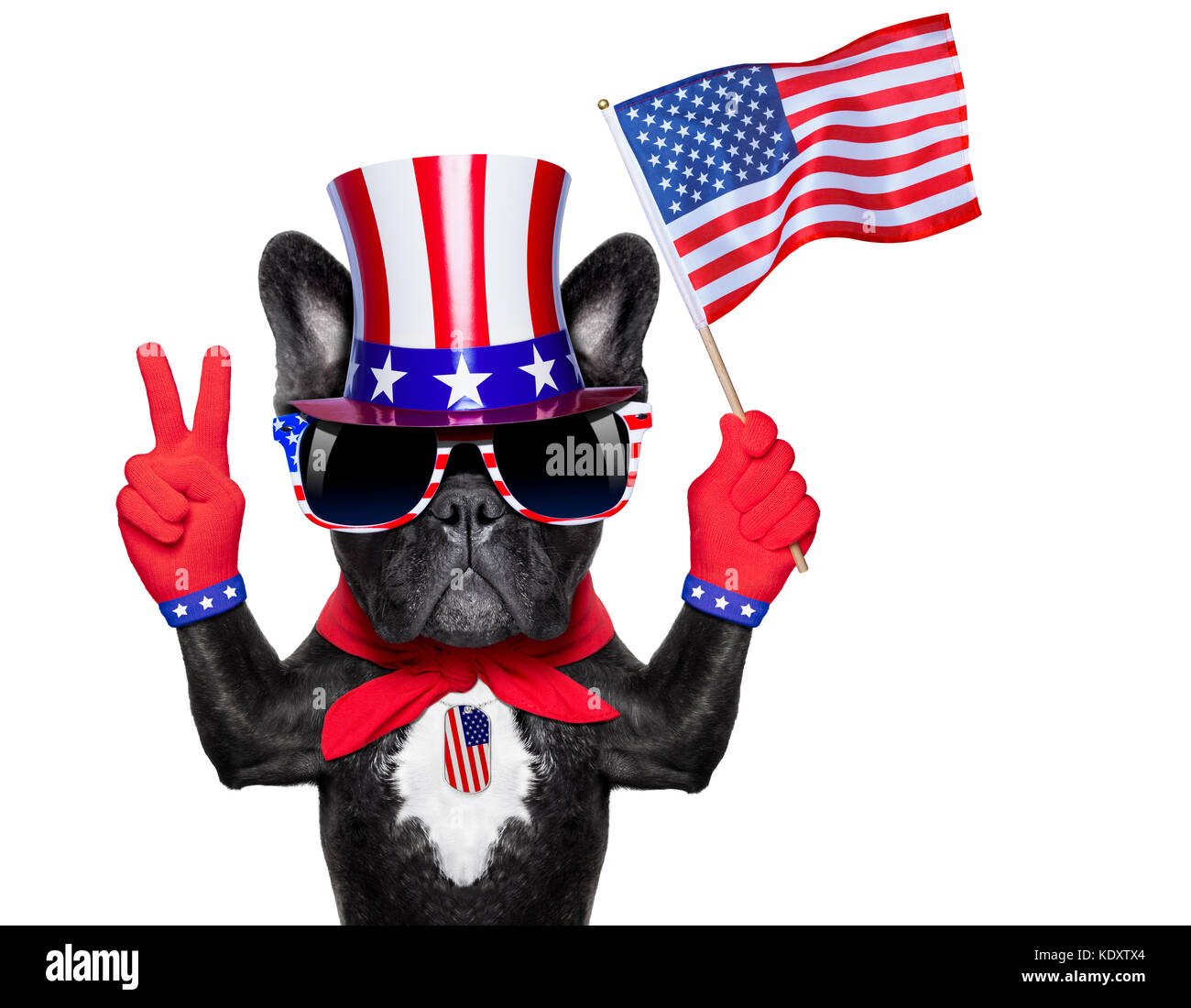 Boxer dog american flag hi-res stock photography and images - Alamy