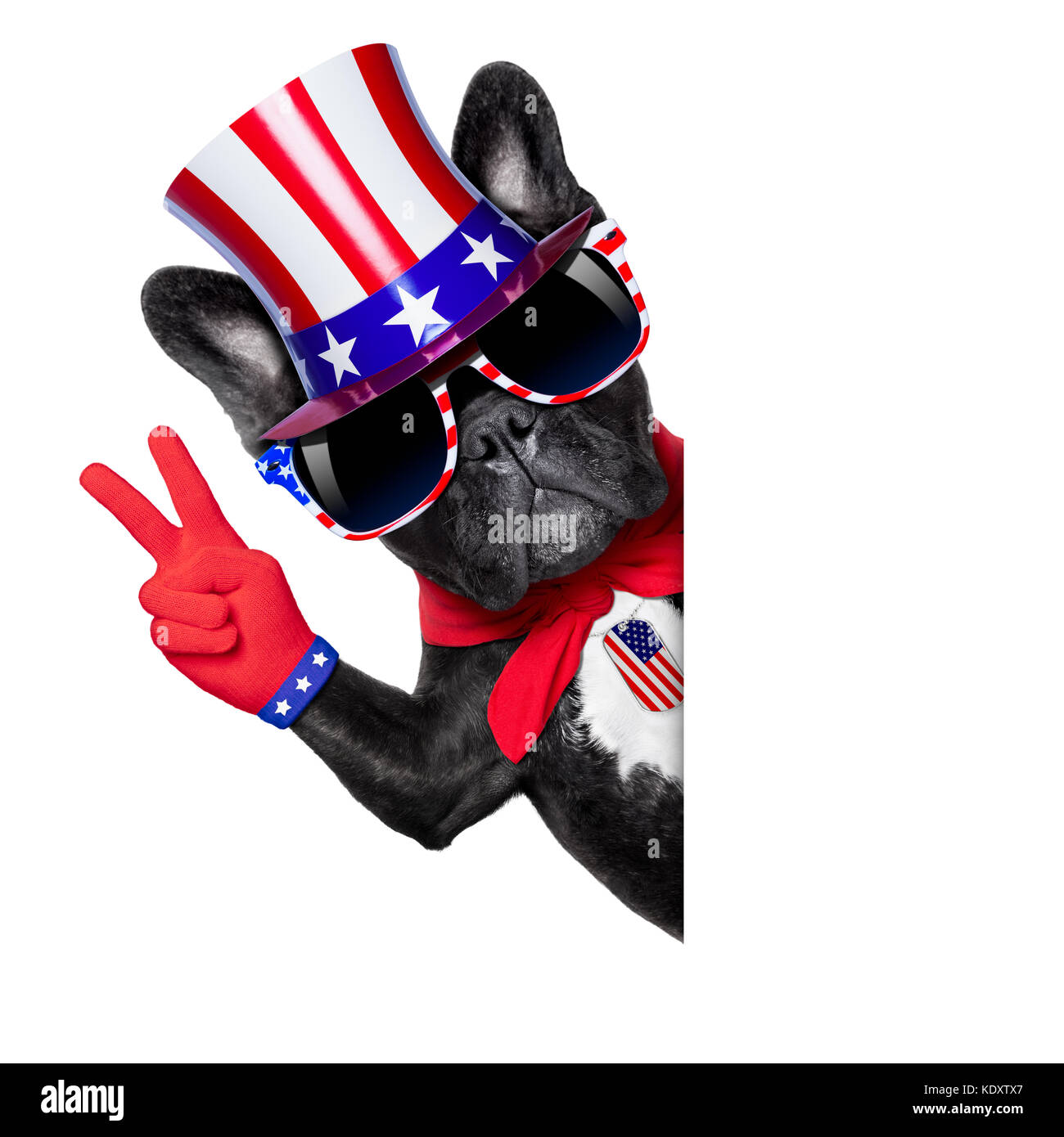 french bulldog with victory and peace fingers behind a white blank ...