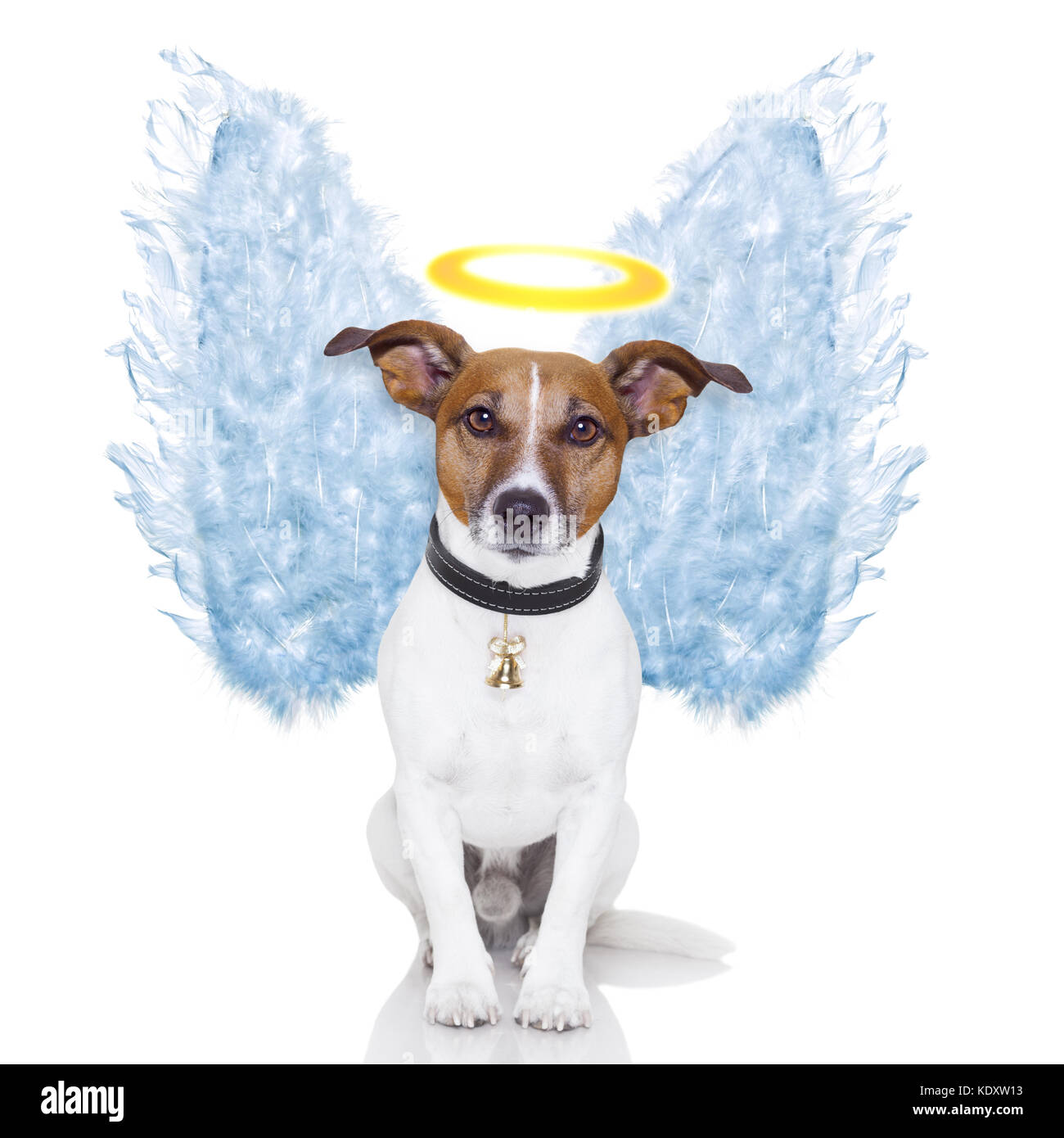 angel dog feather wings aura nimbus Stock Photo - Alamy