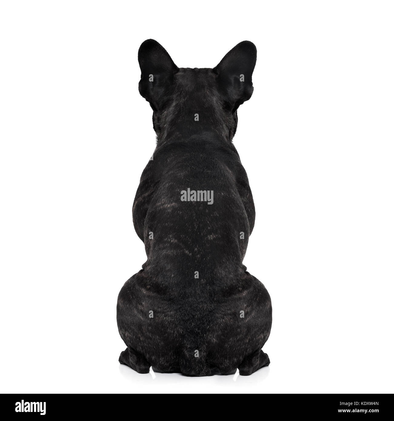 french bulldog dog looking straight, from behind showing back and rear ...