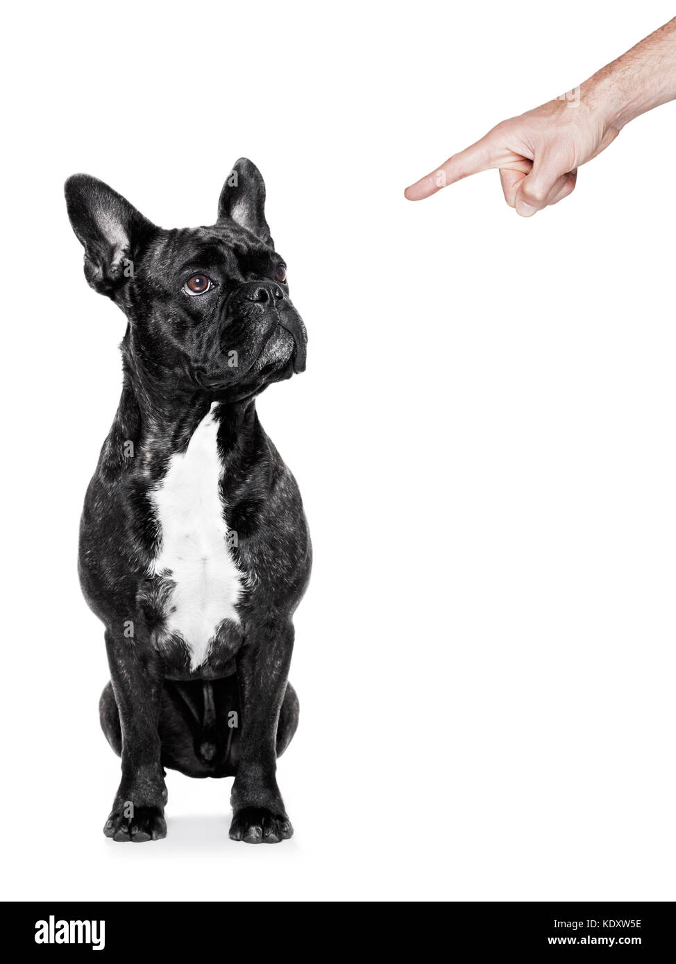 Angry dog owner Cut Out Stock Images & Pictures - Alamy