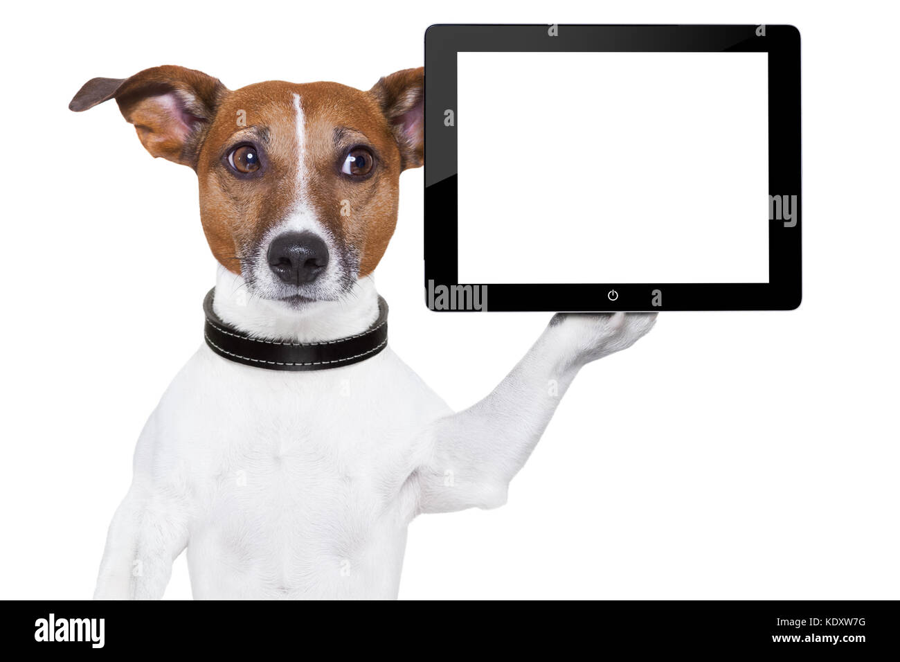 Dog paw on laptop hi-res stock photography and images - Alamy