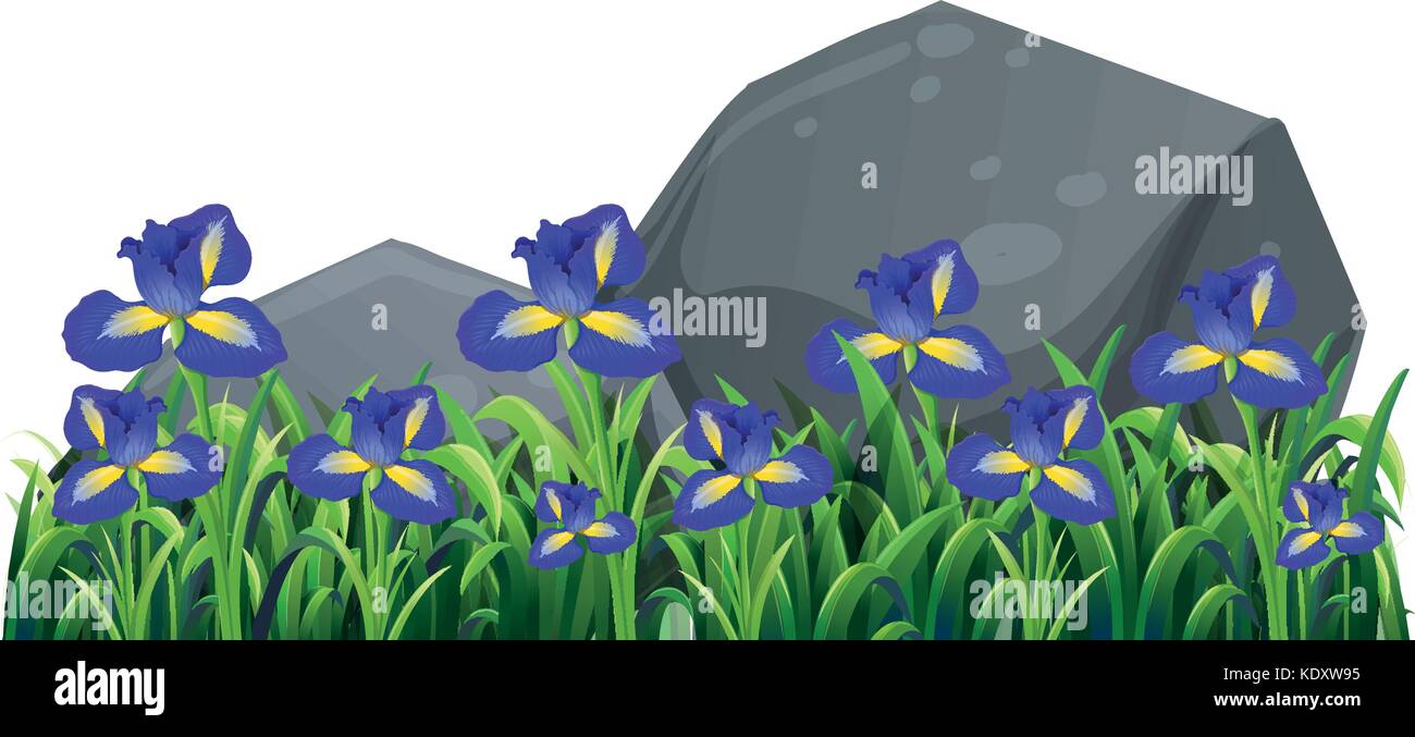 Purple irish flowers in the garden illustration Stock Vector Image ...