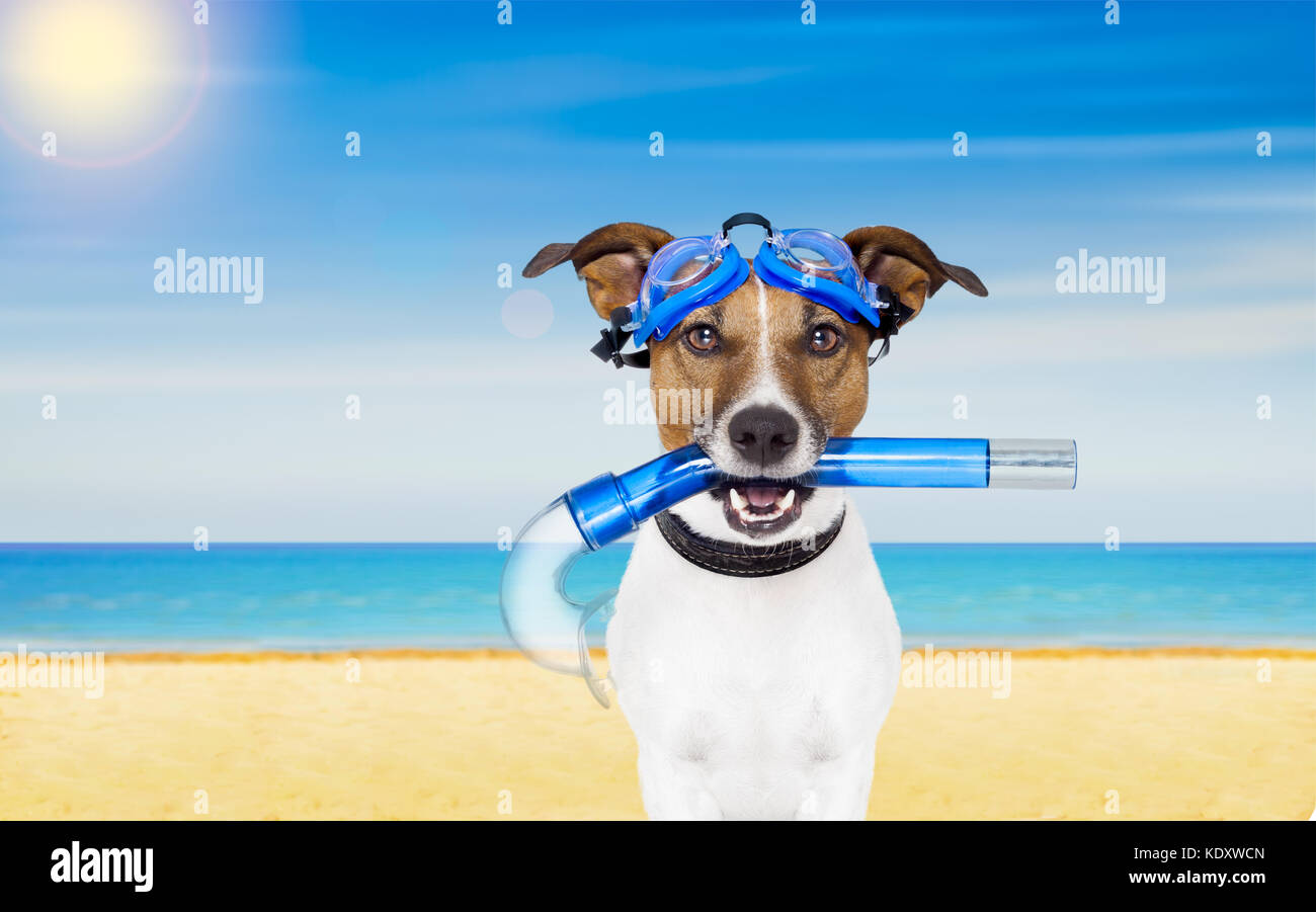 Snorkeling scuba diving jack russell dog with mask snorkel at the beach ...