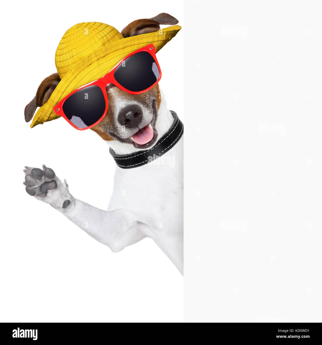 Dog show funny Cut Out Stock Images & Pictures - Alamy