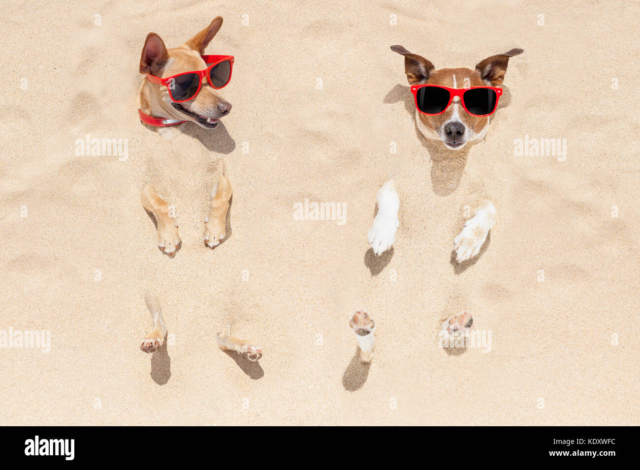 couple of two dogs buried in the sand at the beach on summer vacation ...