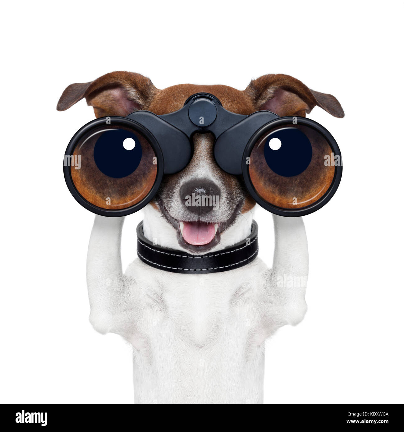 binoculars dog searching looking and observing Stock Photo - Alamy