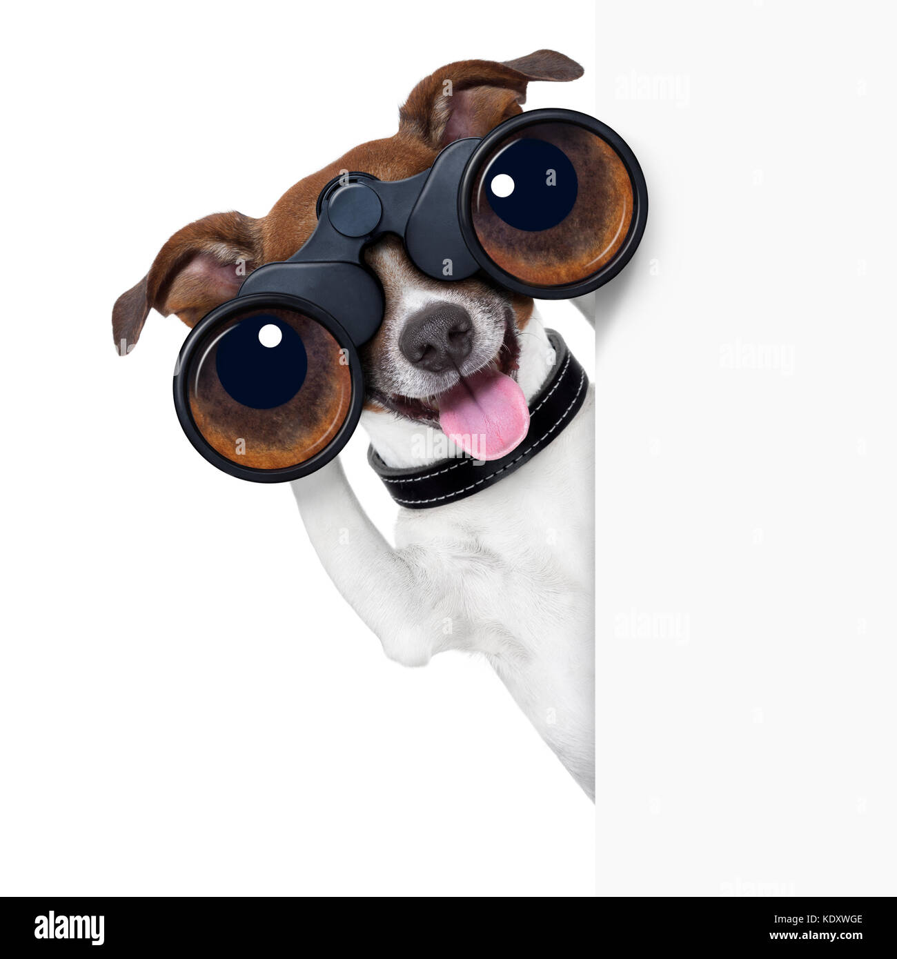 Searching dog Cut Out Stock Images & Pictures - Alamy