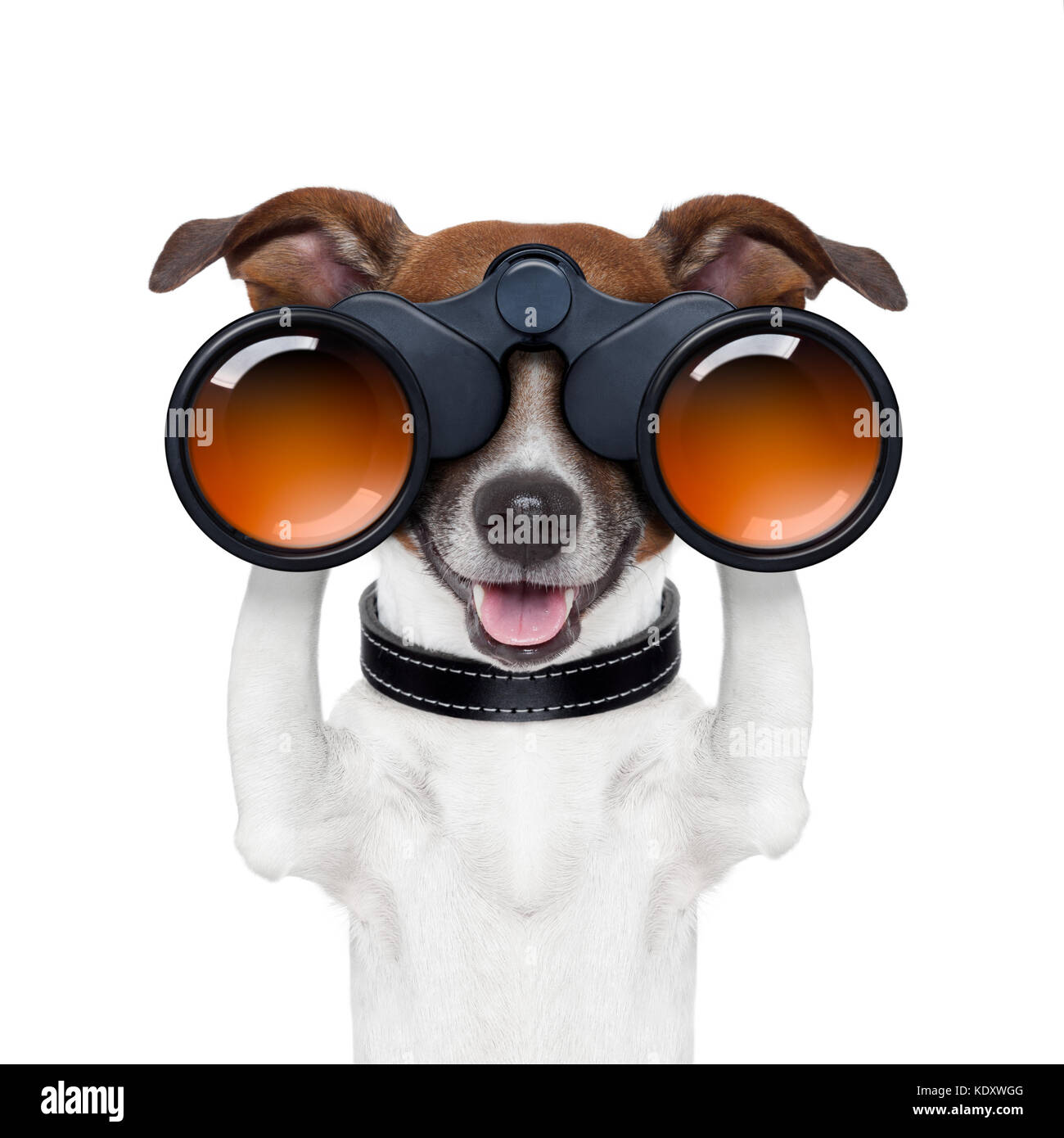 binoculars dog searching looking and observing Stock Photo - Alamy