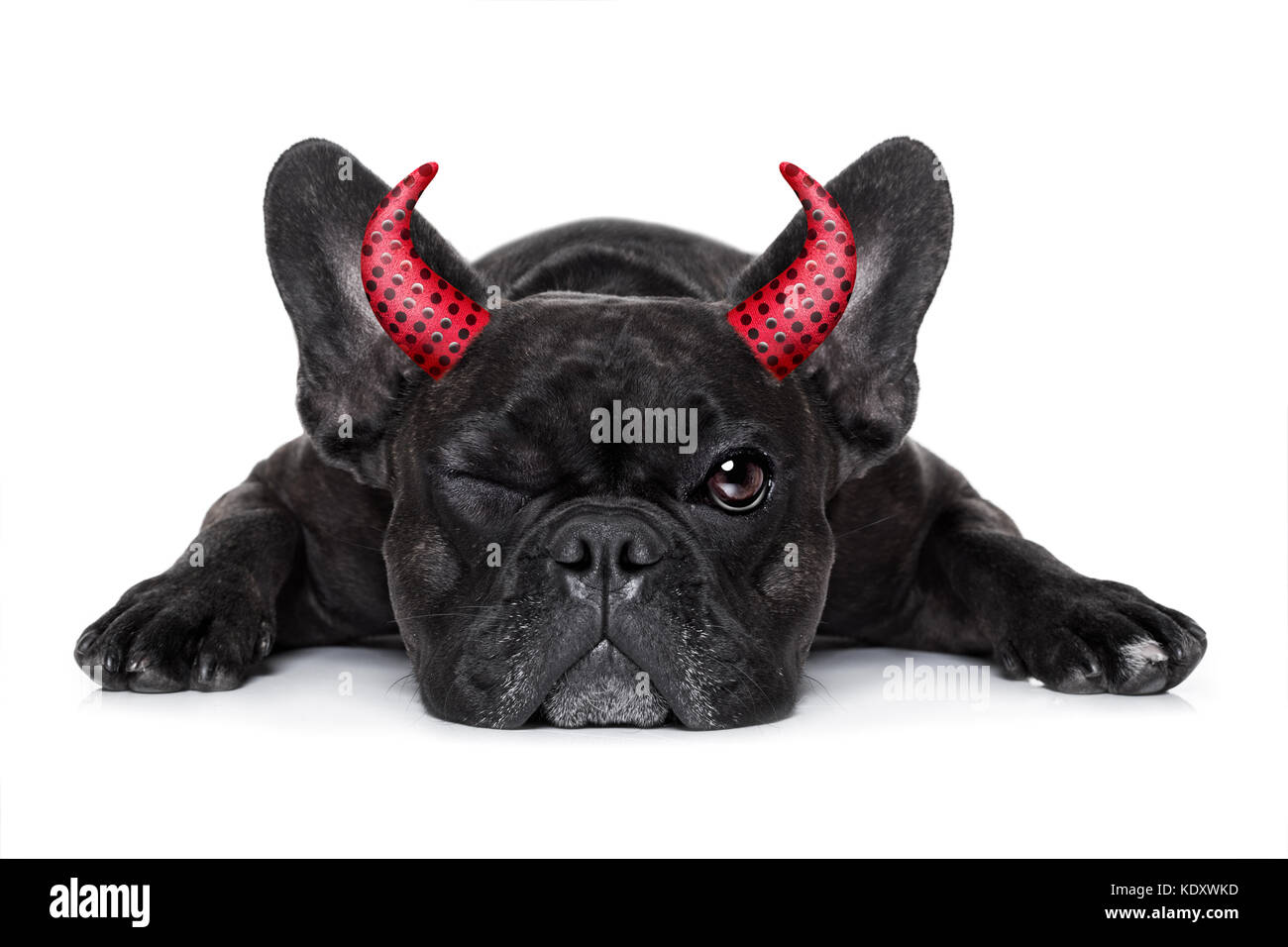 halloween devil french bulldog dog ,scared and frightened, isolated on ...