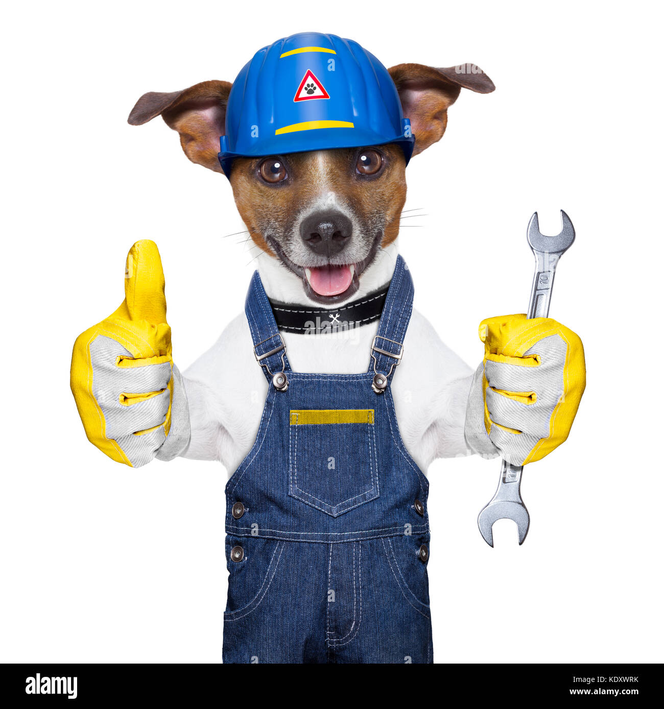 craftsman dog with one thumb up holding a tool Stock Photo - Alamy