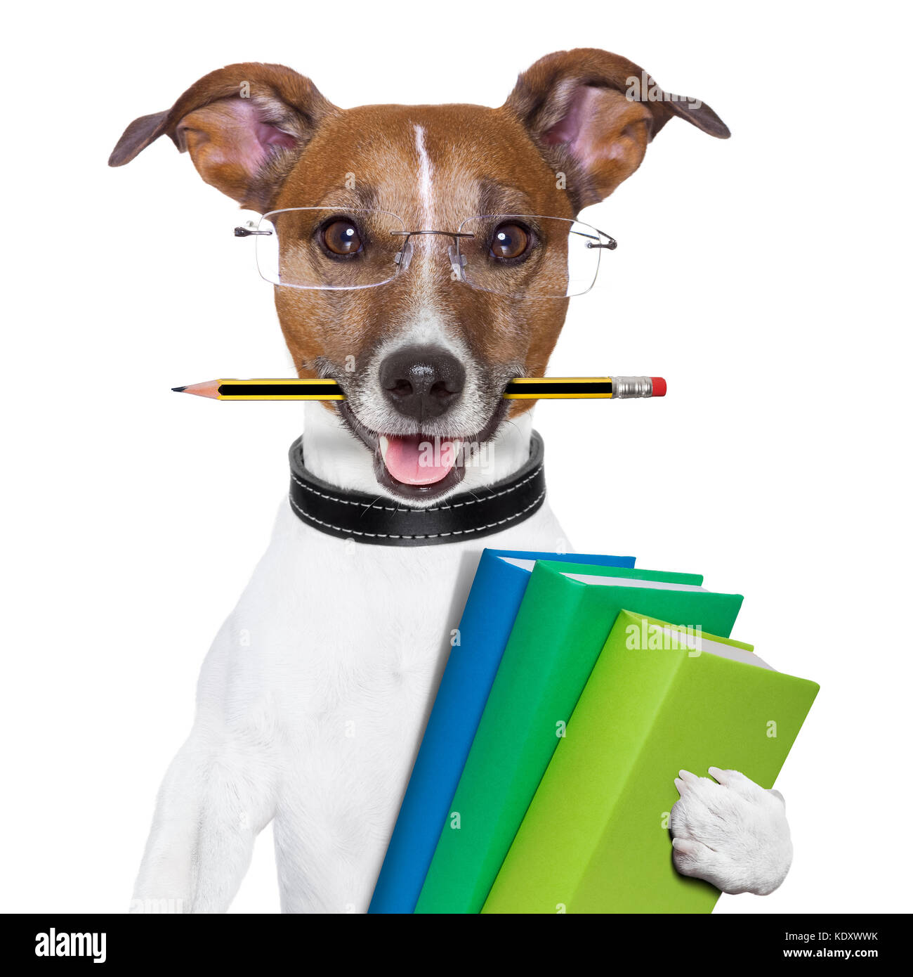 school dog with books and a pencil Stock Photo - Alamy