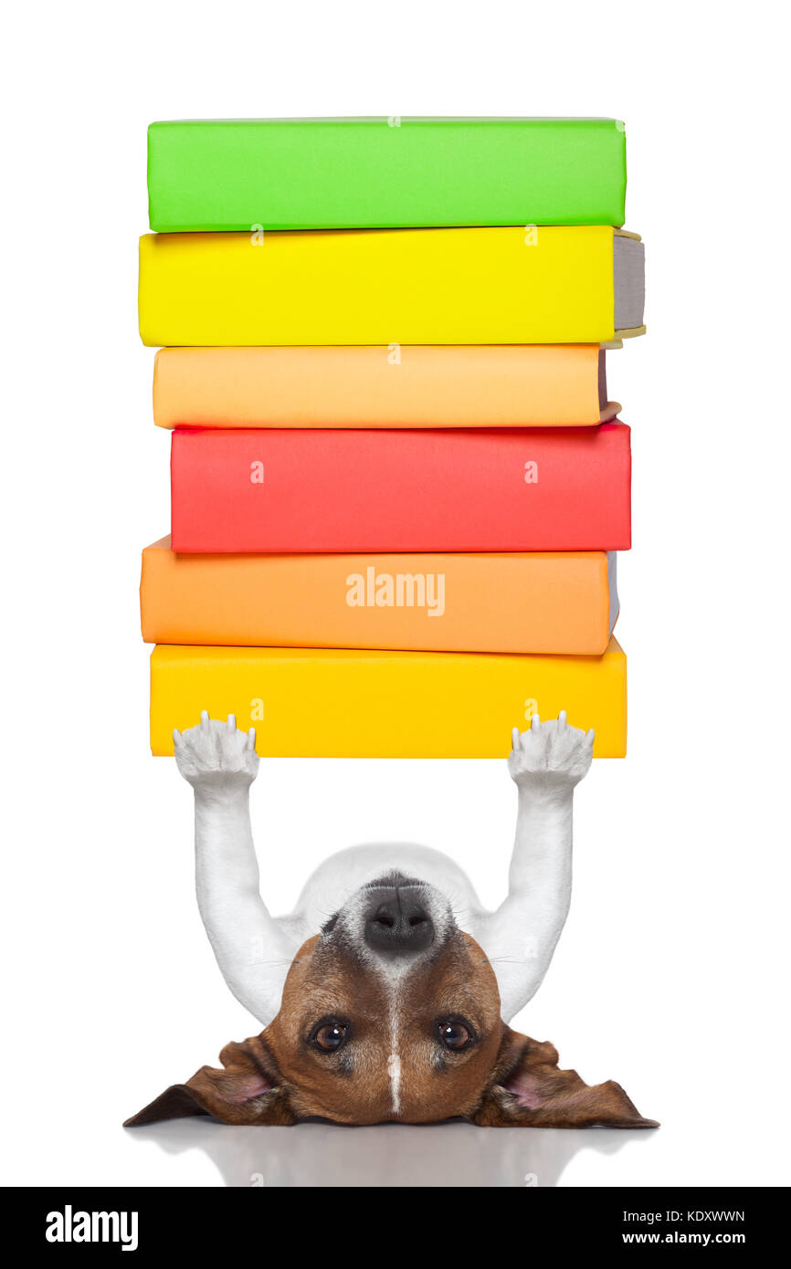 smart dog lifting a stack of books Stock Photo - Alamy