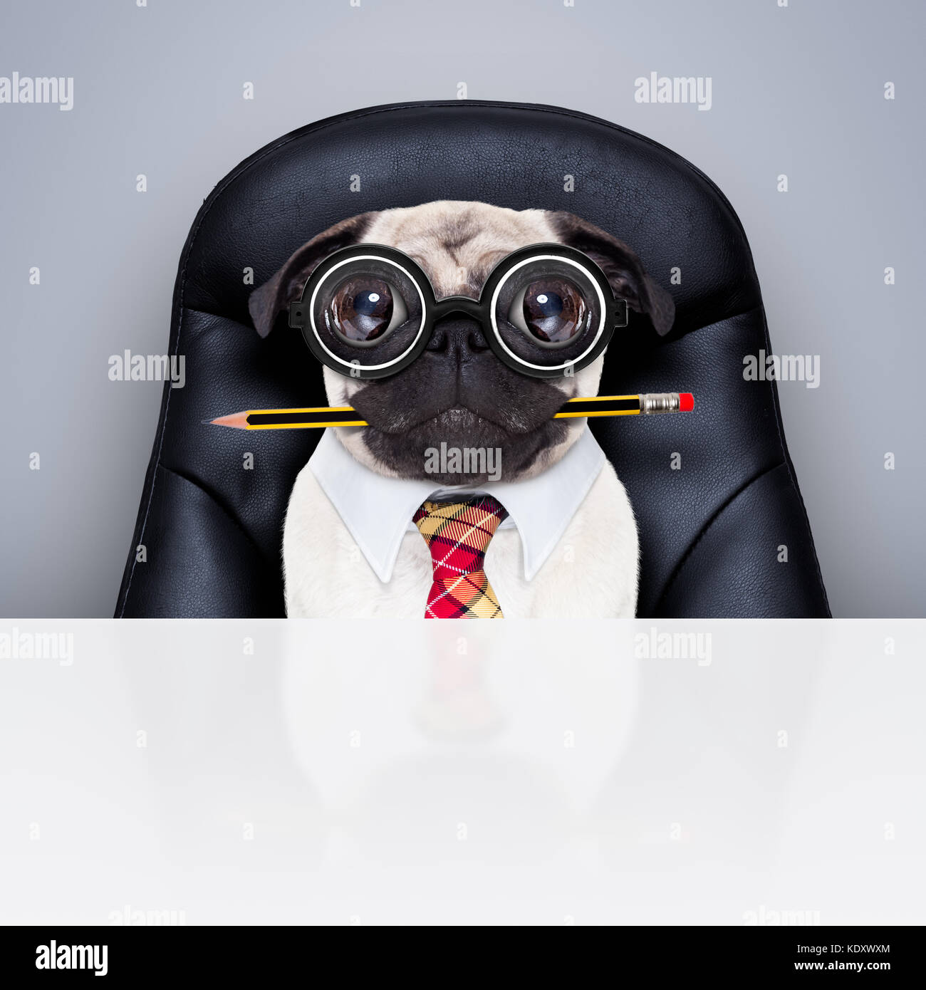 office businessman pug dog as boss and chef , busy and burnout ...