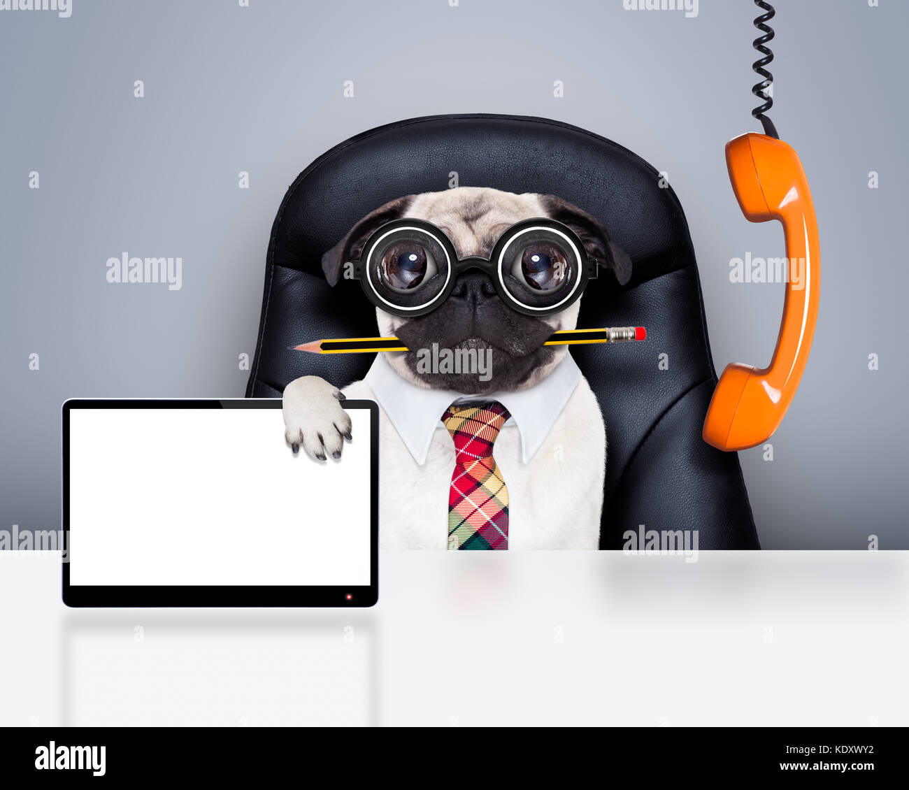 office businessman pug dog with pen or pencil in mouth , behind laptop ...