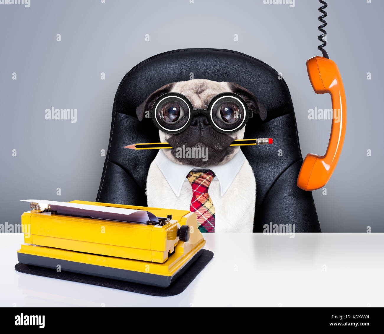 office businessman pug dog as boss and chef , with typewriter as a ...
