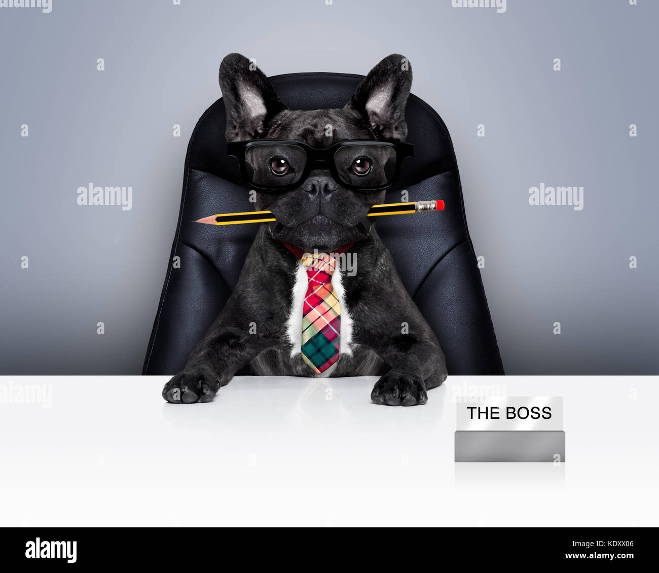 office businessman french bulldog dog as boss and chef , with pen or ...