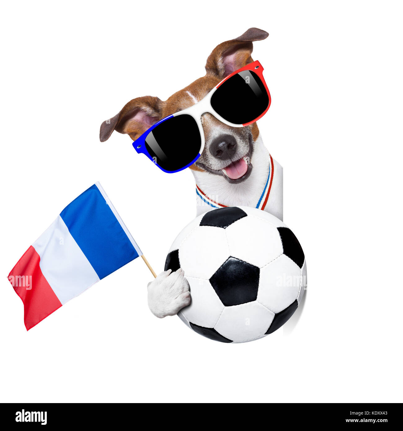 football championship jack russell dog with soccer football ball and ...
