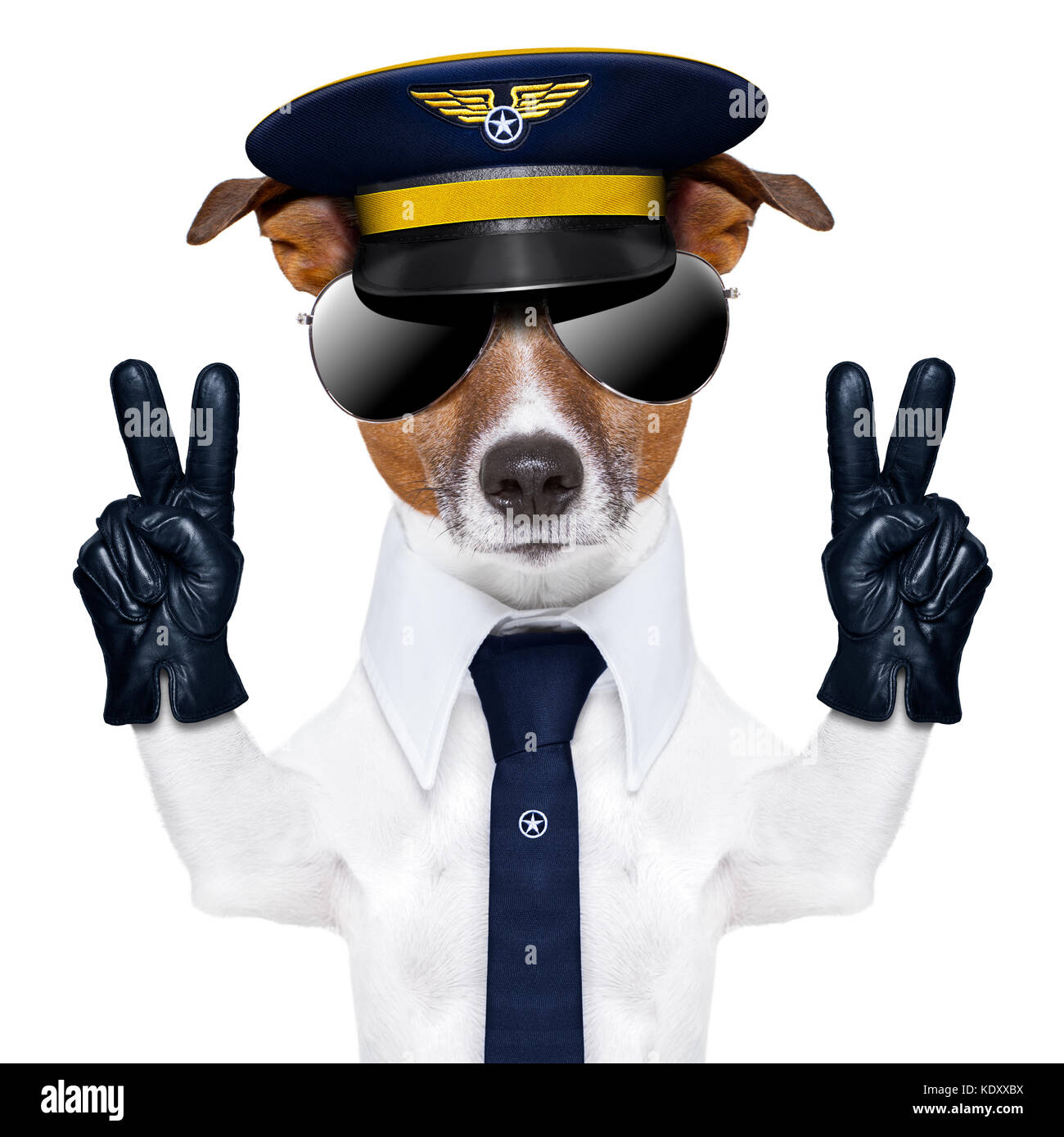 pilot captain dog with peace fingers and a blue tie Stock Photo - Alamy