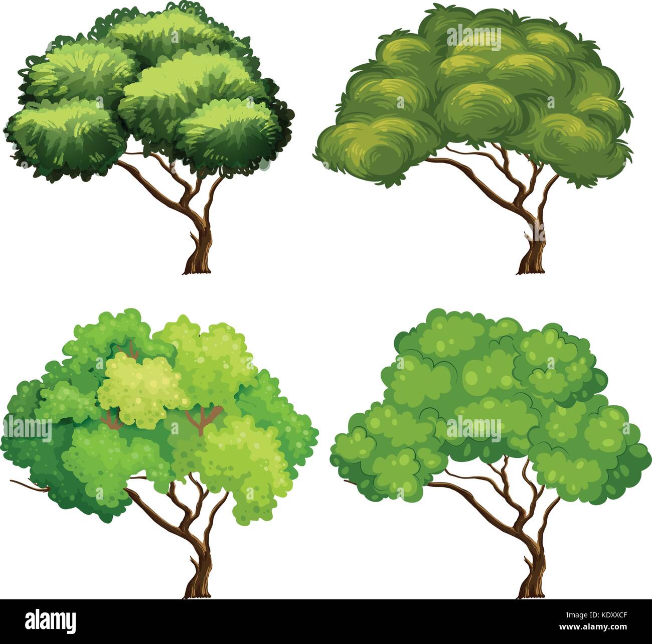 Different Types Of Trees Drawings