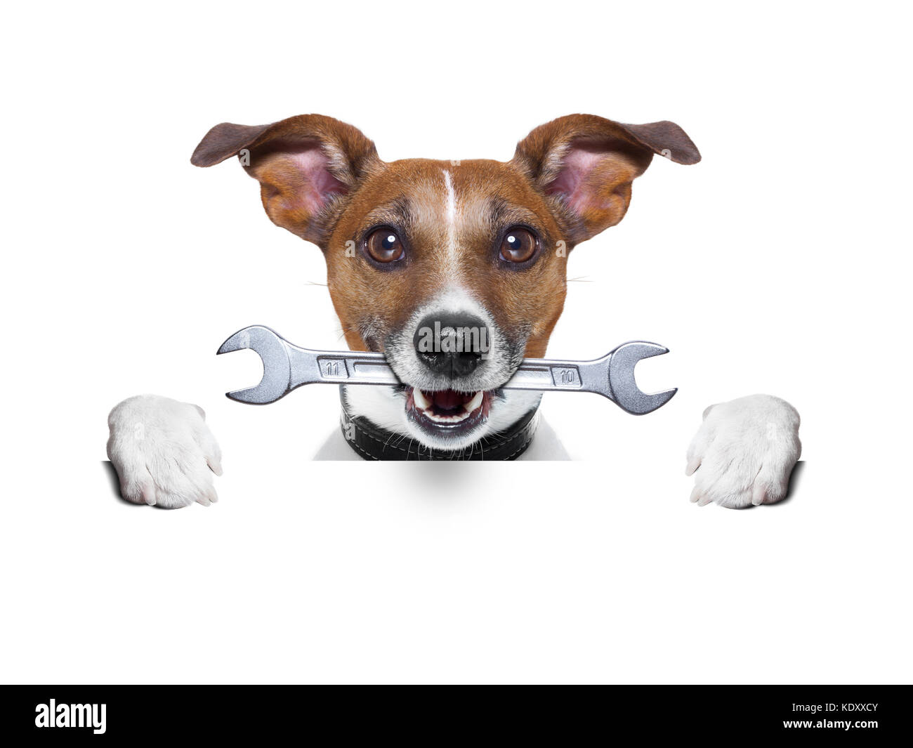 craftsman dog behind a blank banner with work tool Stock Photo - Alamy