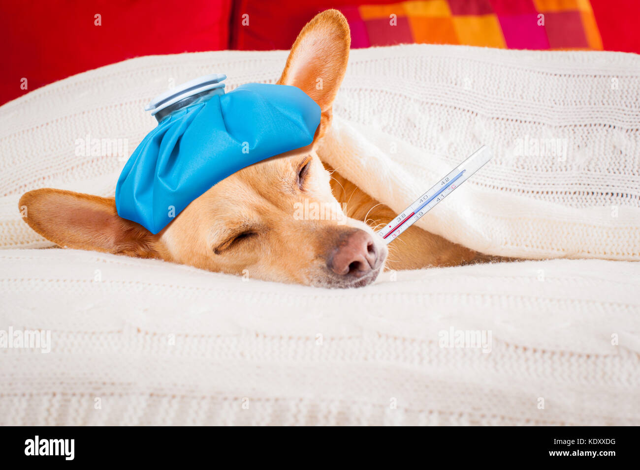 sick and ill chihuahua dog resting having a siesta upside down on his ...