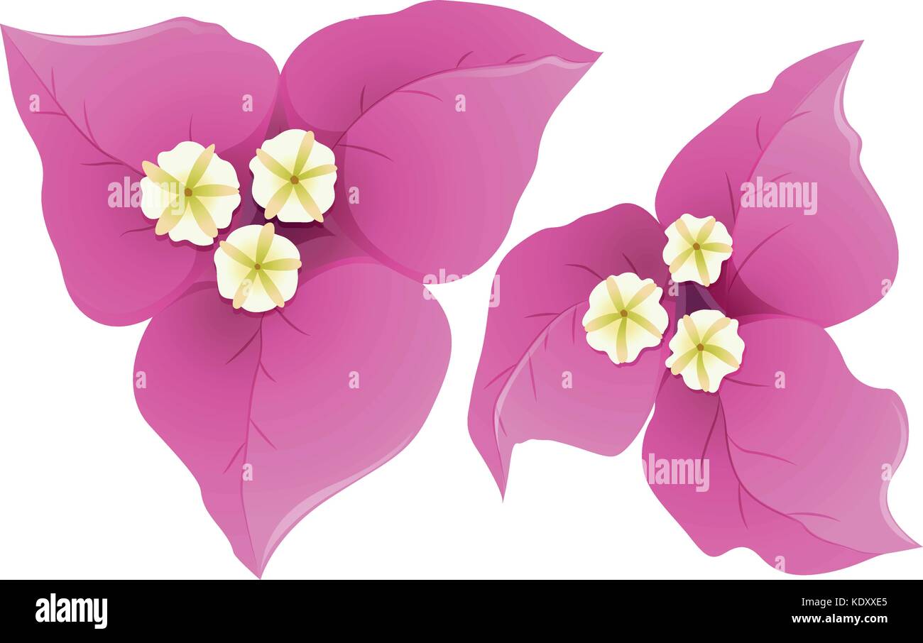 Bougainvillea in pink color illustration Stock Vector Image & Art - Alamy