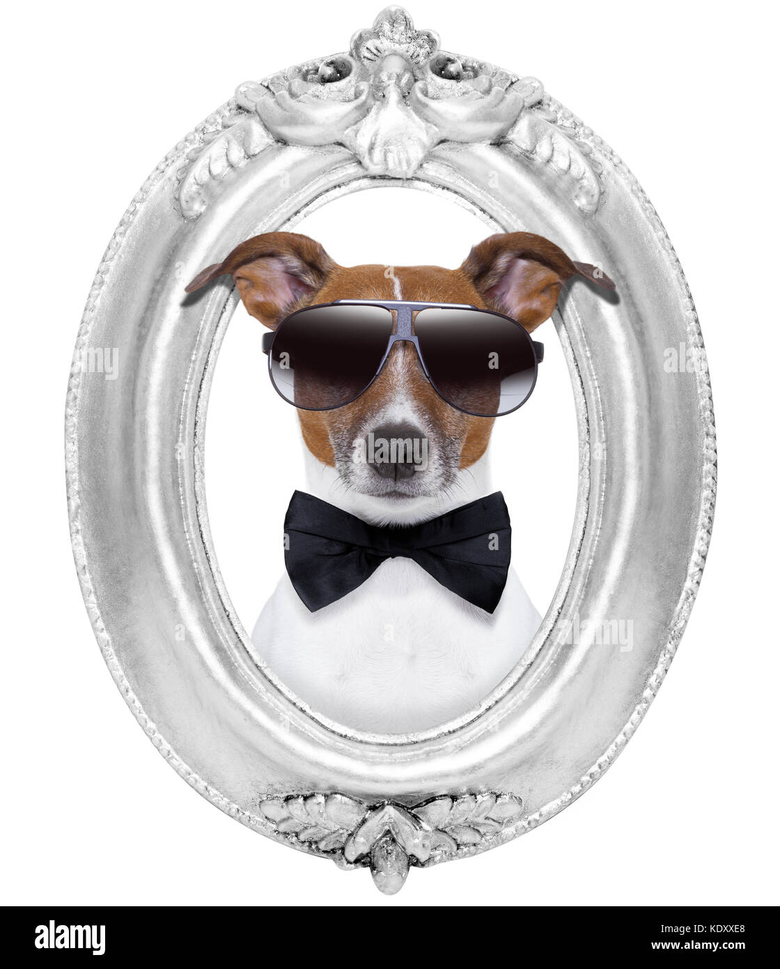 jack russell dog portrait in a wooden retro old frame , isolated on ...