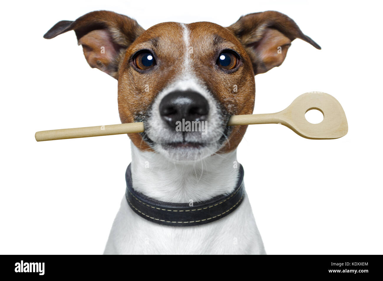 hungry dog with a spoonadorable, american, animal, baby, background ...