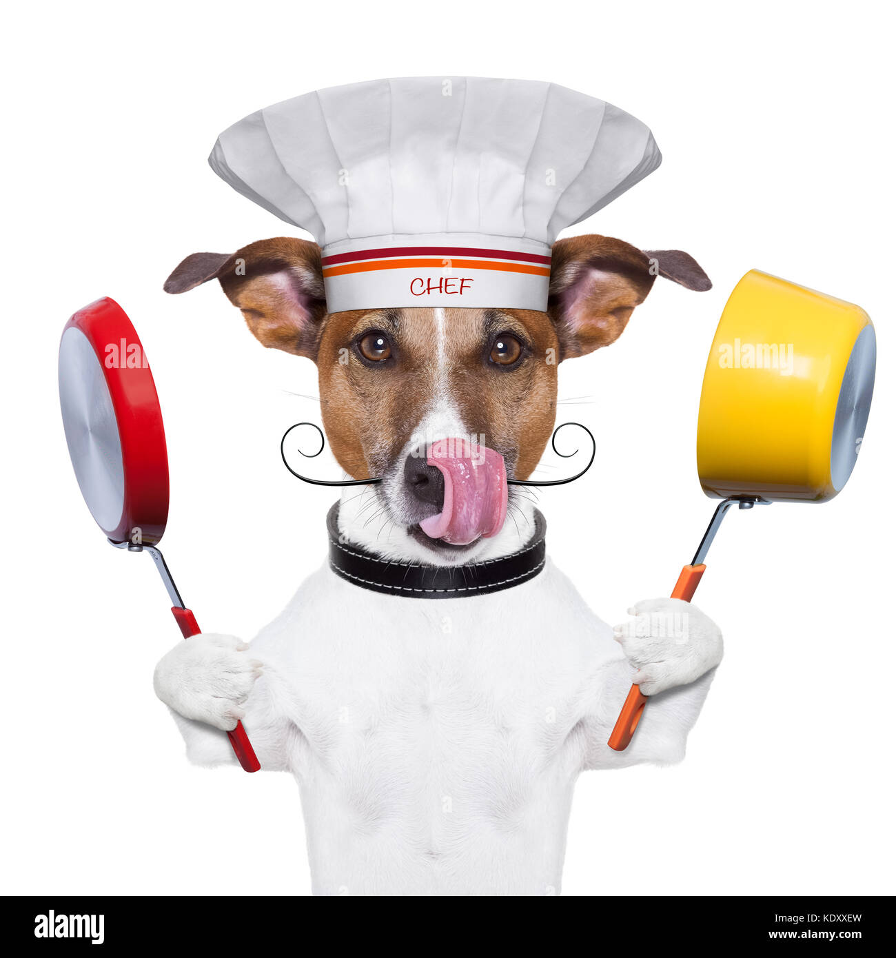 dog holding colorful a pot and a pan Stock Photo - Alamy