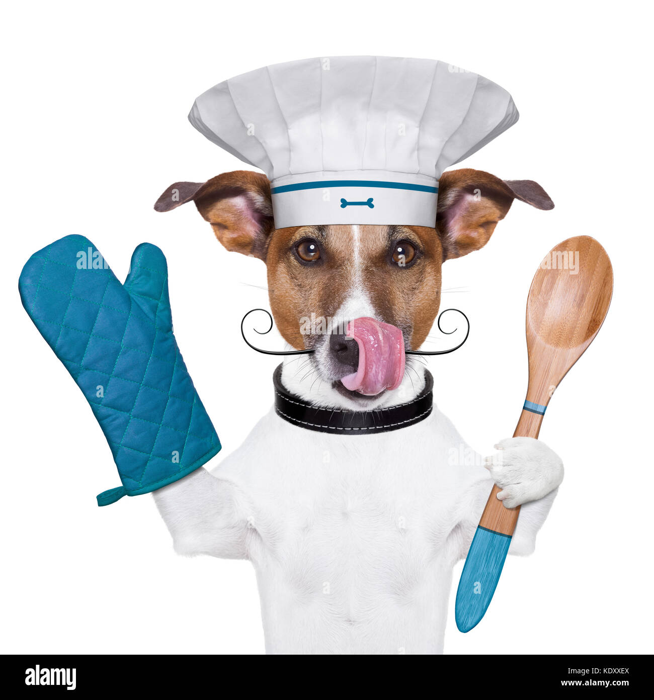 a cook dog holding an cooking spoon and licking Stock Photo - Alamy
