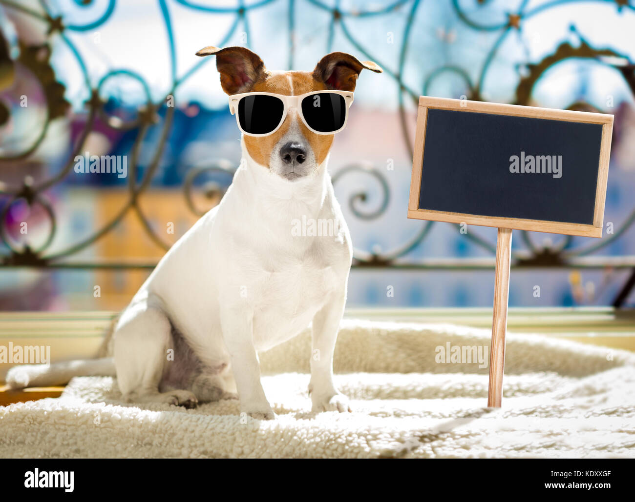 How Much Sun Does A Dog Need Daily