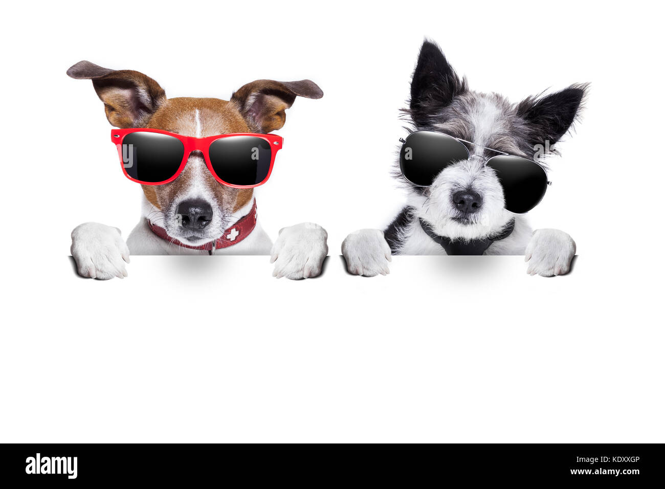 Cute dogs together hi-res stock photography and images - Alamy