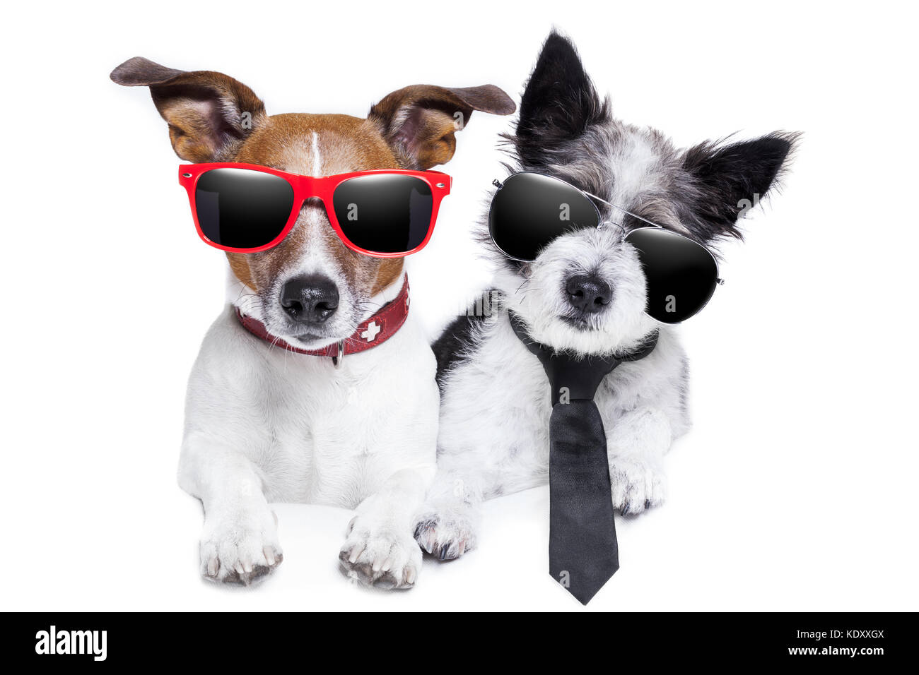 two cute dogs very close together Stock Photo - Alamy