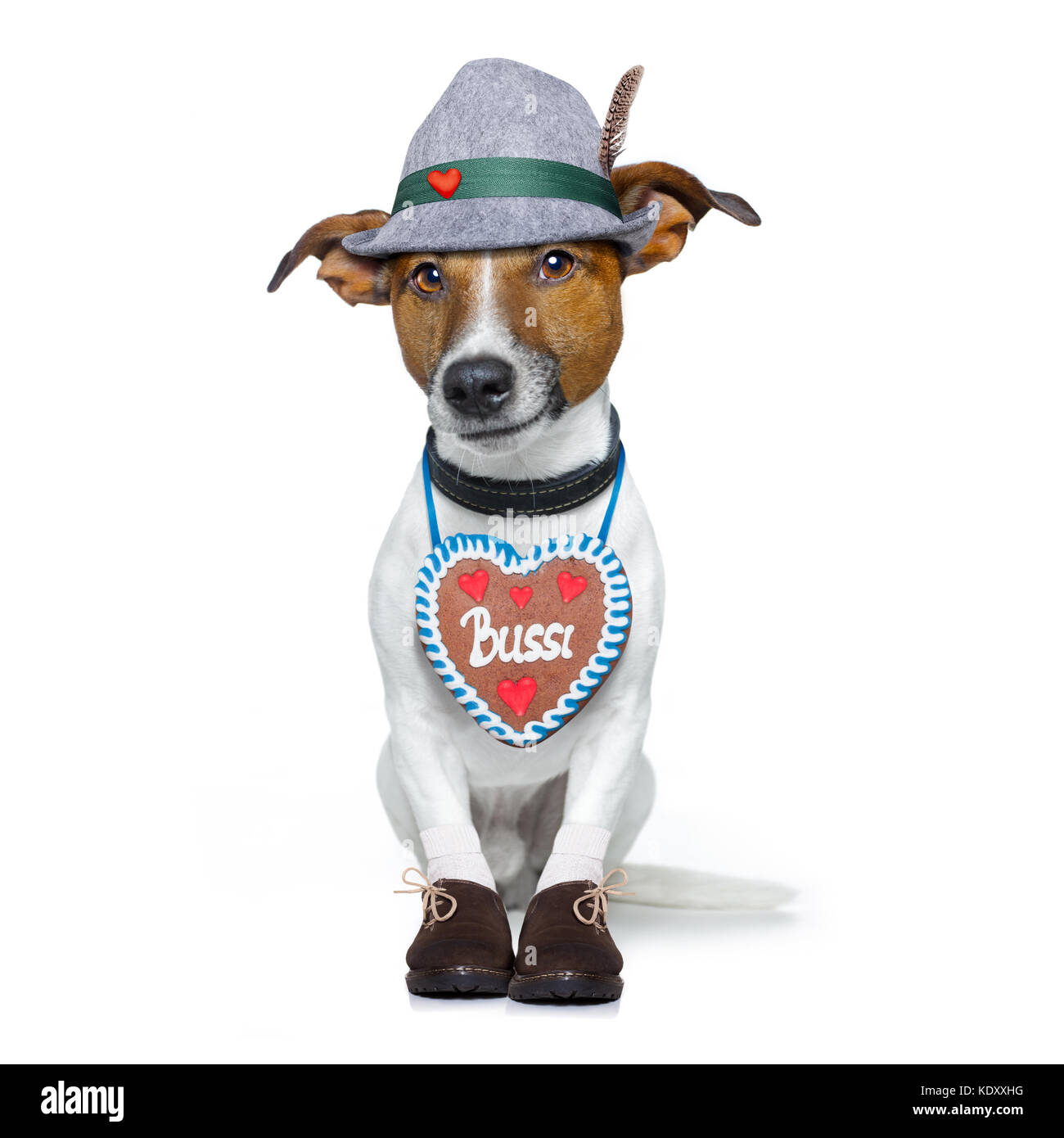 bavarian german jack russell dog with gingerbread and hat, isolated on ...