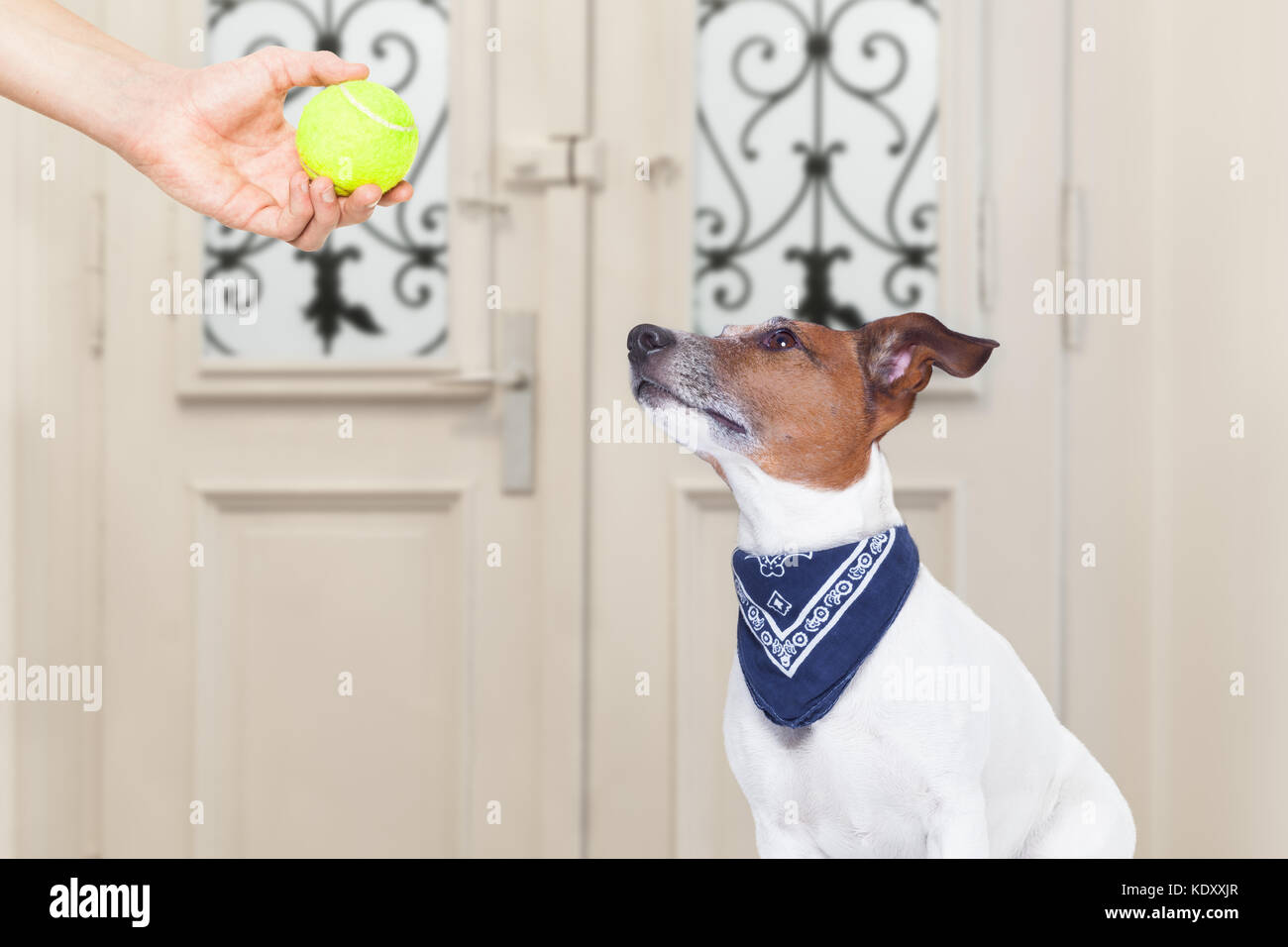 jack russell dog waiting for owner to play with tennis ball and go for ...