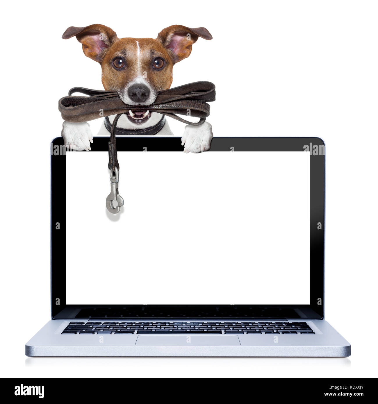 Dog lead display Cut Out Stock Images & Pictures - Alamy