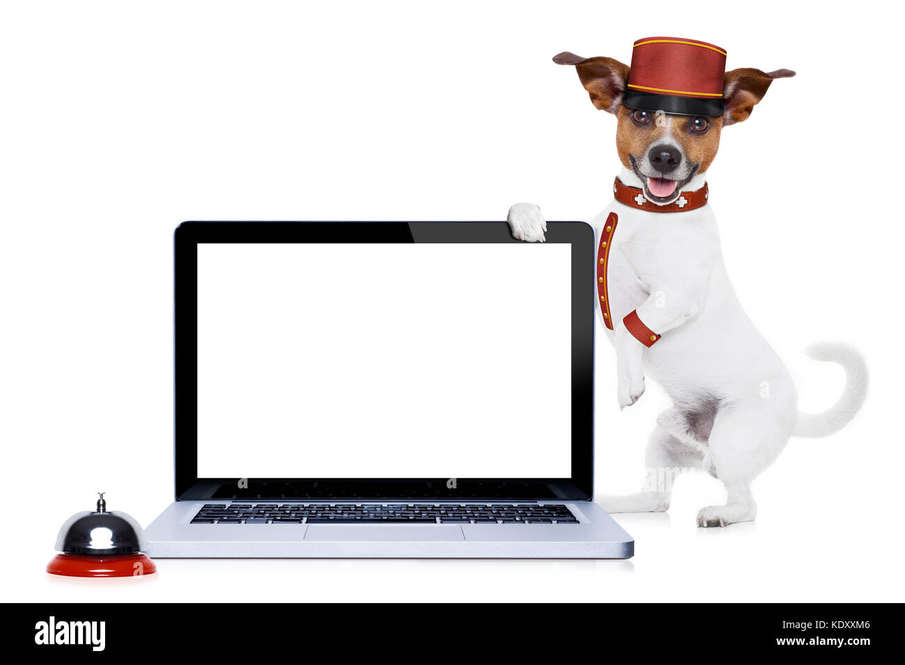 jack russell bellboy dog holding a blank and empty tablet pc computer ...