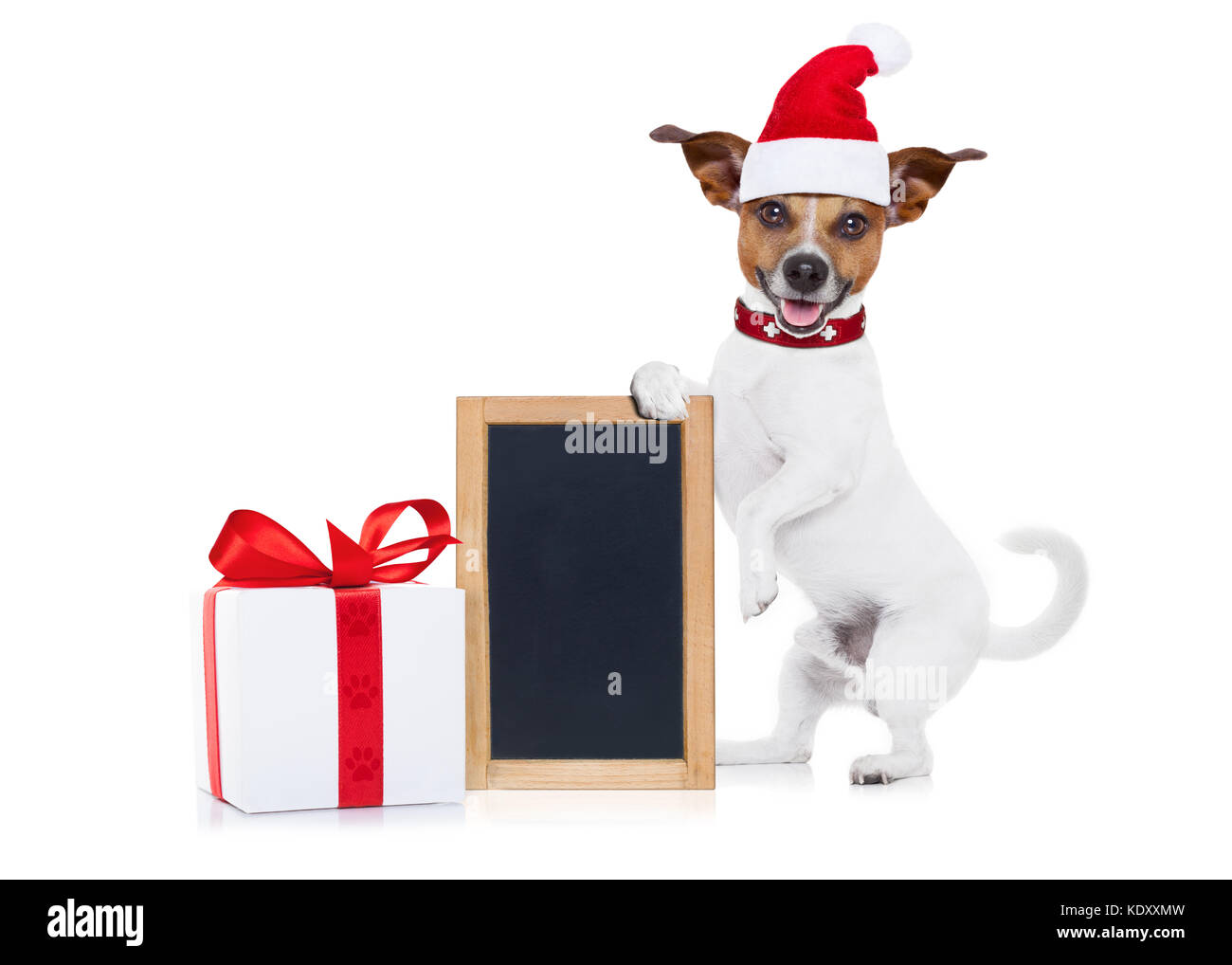 jack russell santa claus dog behind a blank empty placard or banner,or ...