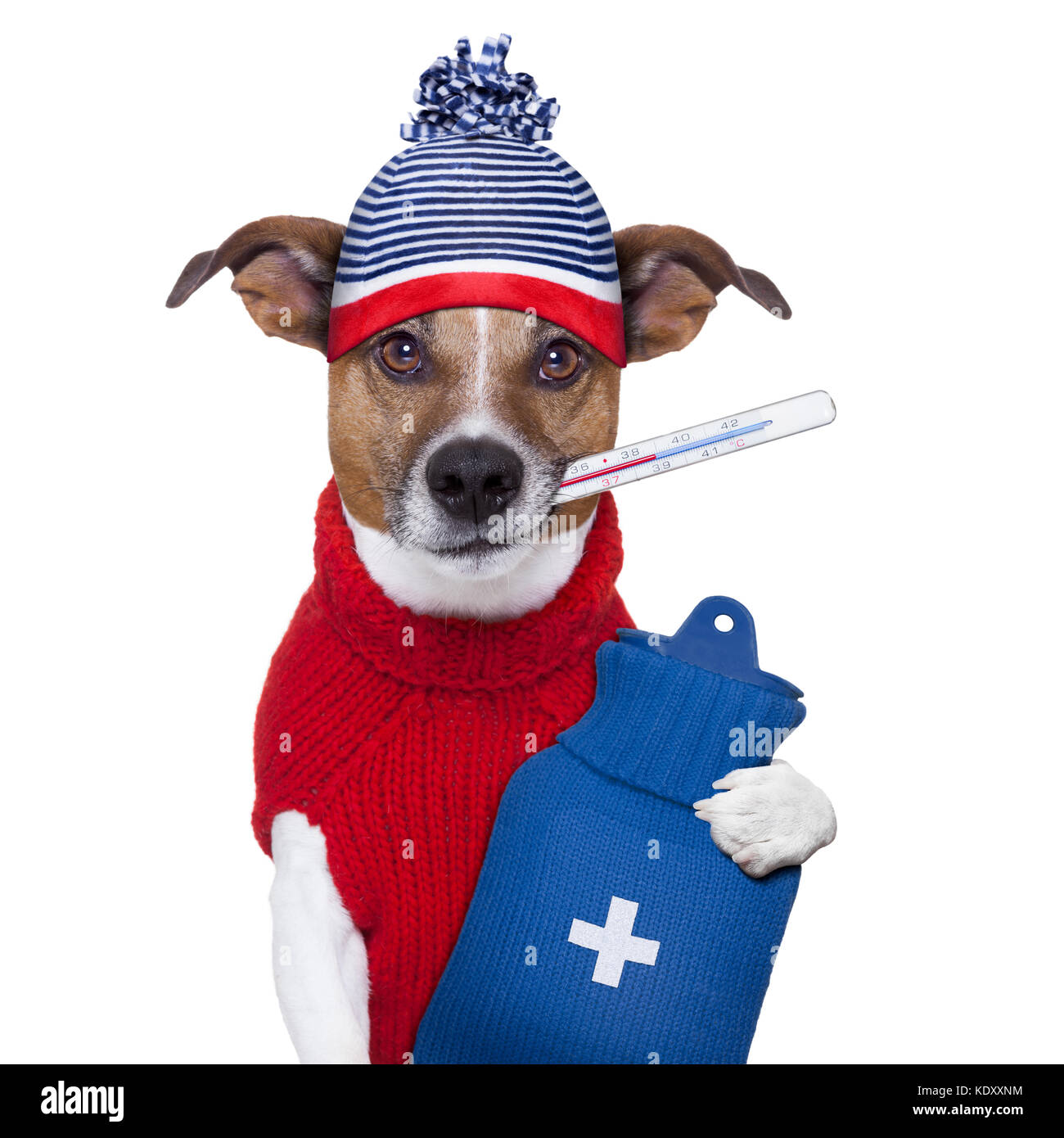 Dog cold thermometer hi-res stock photography and images - Alamy