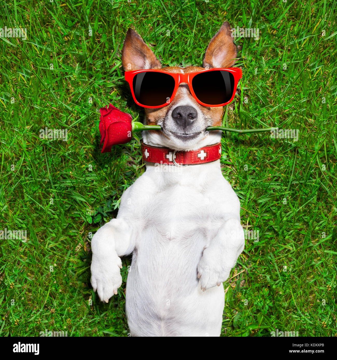 dog with a red rose in his mouth falling in love Stock Photo - Alamy
