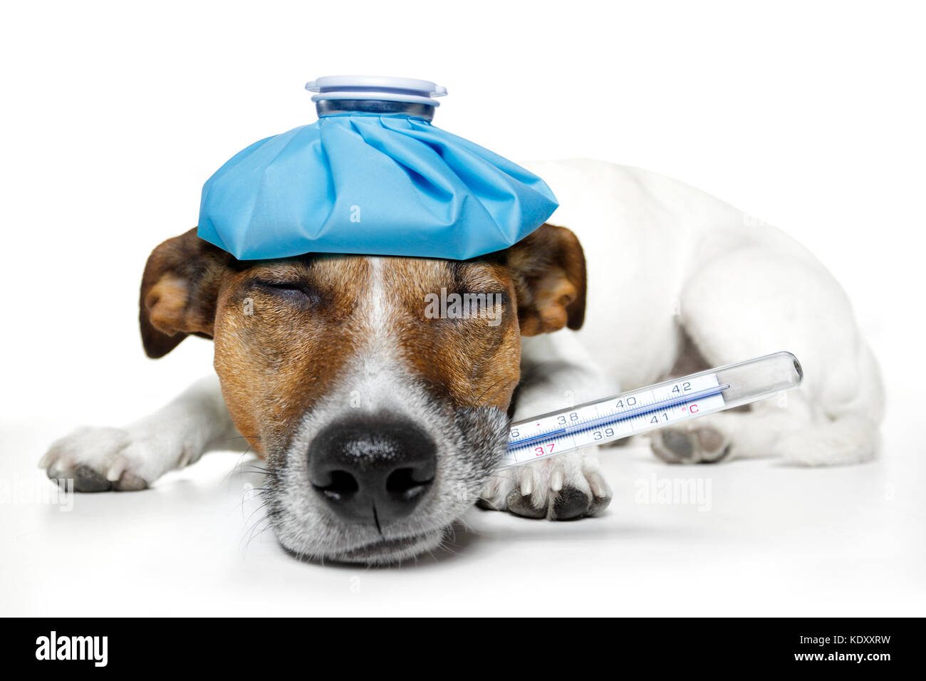 sick dog fever pain Stock Photo - Alamy