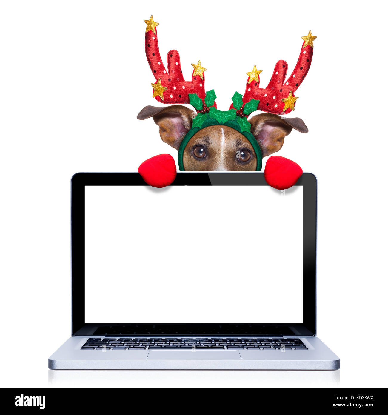 christmas dog with reindeer costume behind a laptop computer pc screen ...
