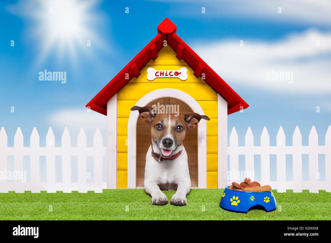 dog living in his own colorful home Stock Photo - Alamy