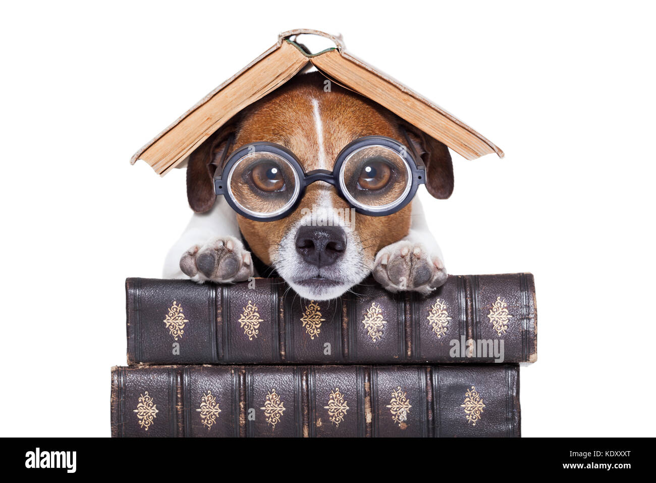 jack russell dog reading a book with nerd glasses, looking smart and ...
