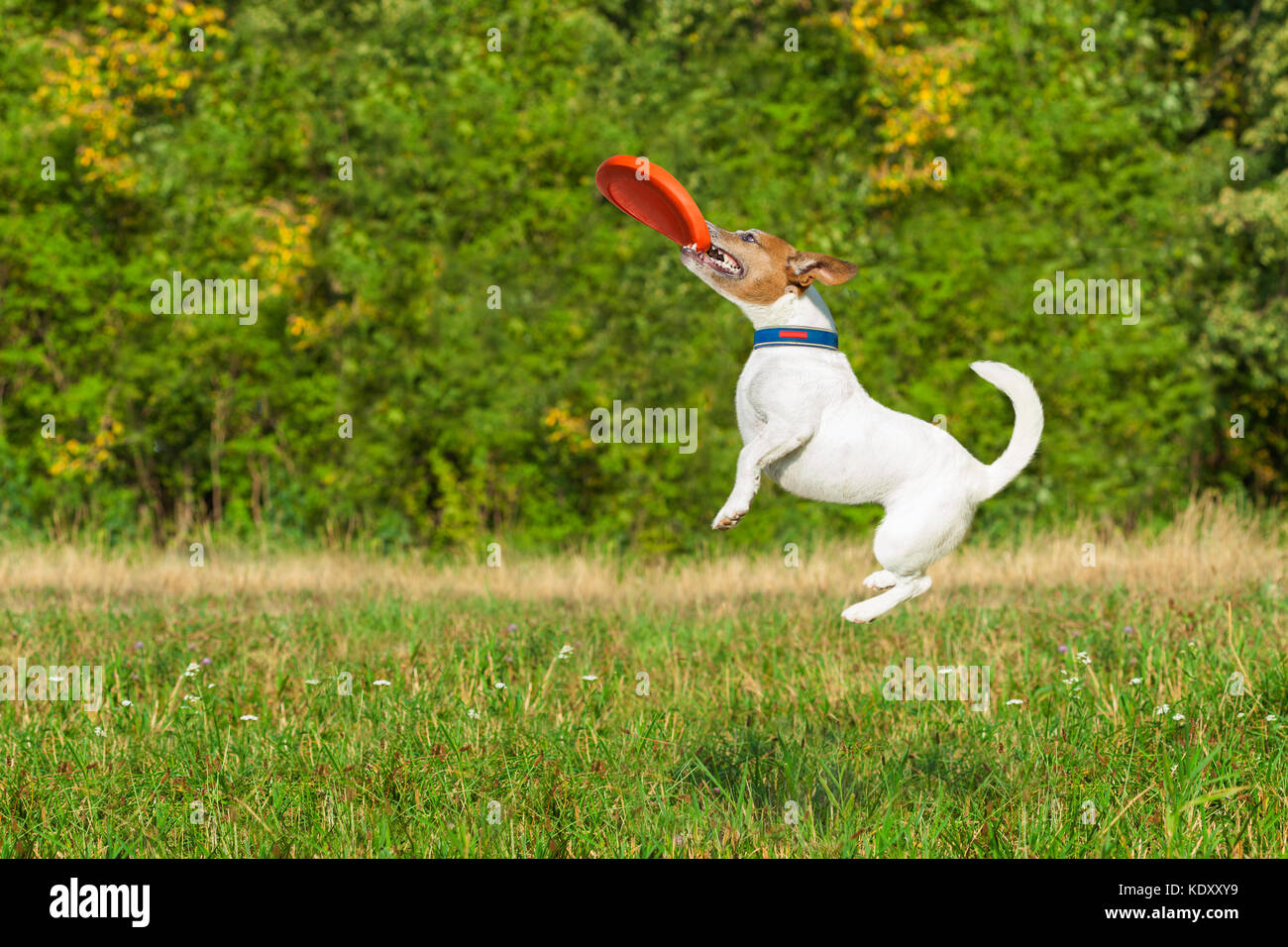 Jack russell terrier jumping air hi-res stock photography and images ...