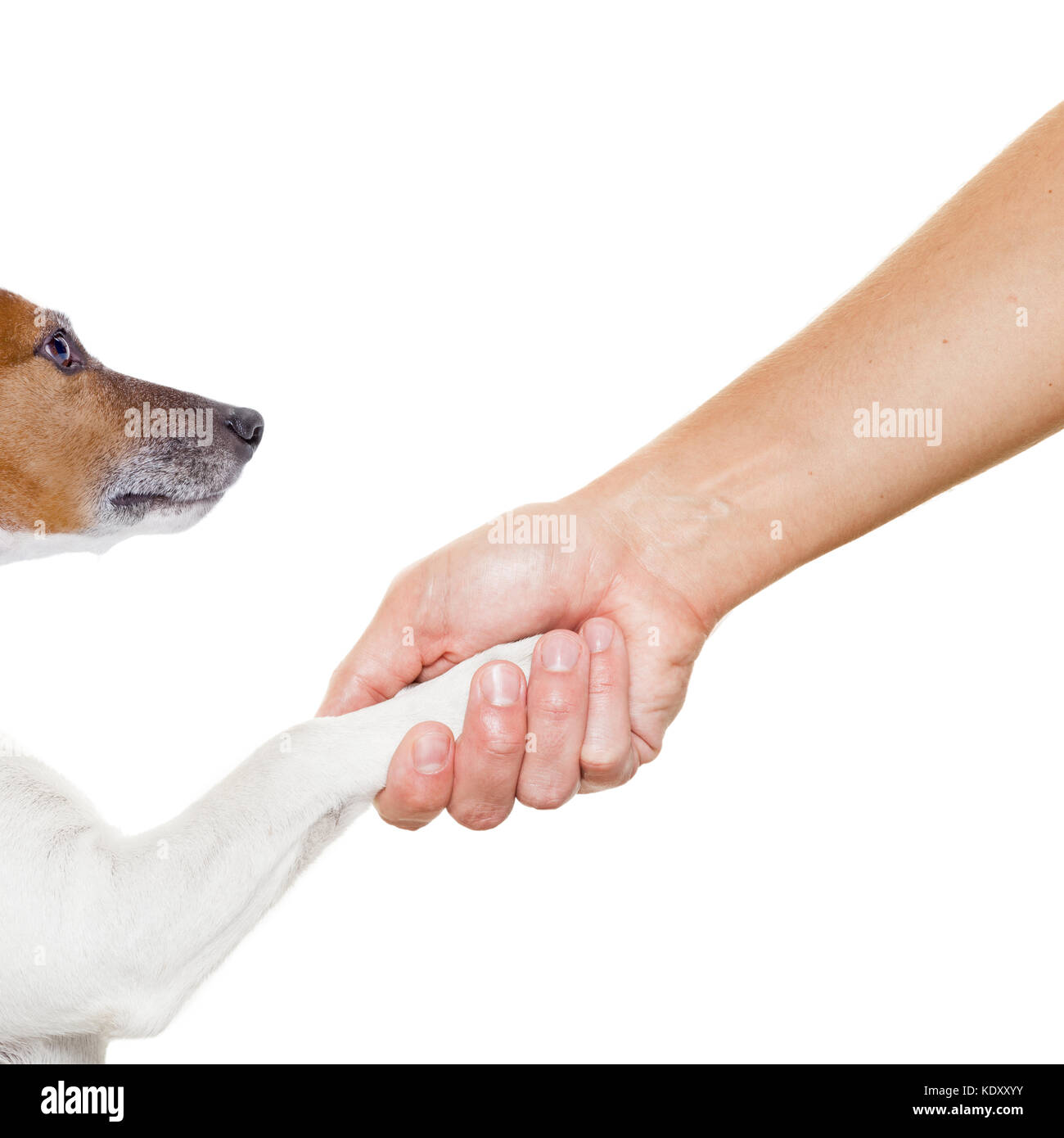 dog and owner handshaking or shaking hands , dog with paw and looking ...