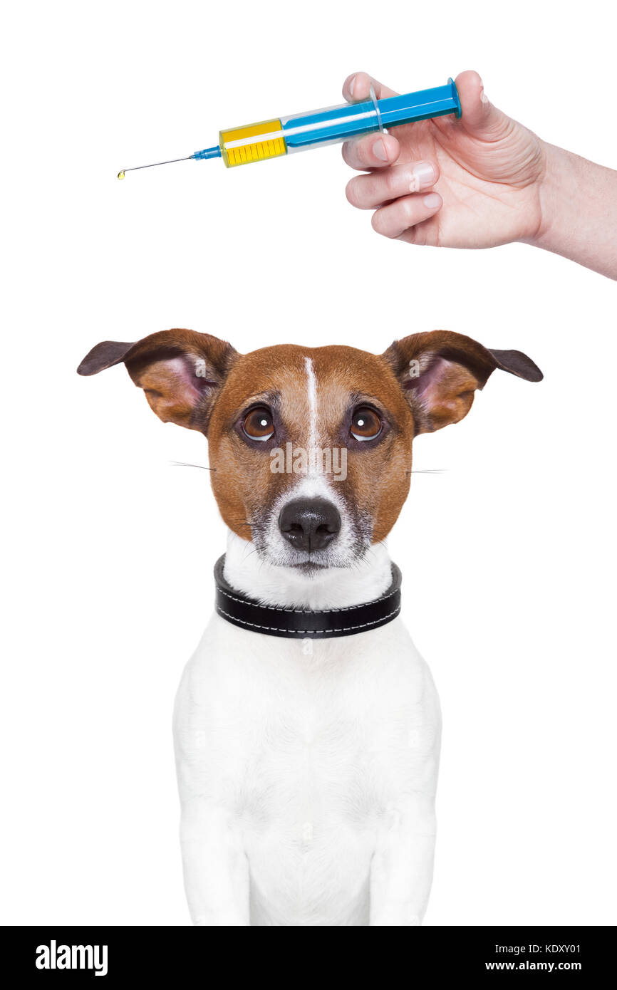 dog vaccination with a big blue Syringe Stock Photo - Alamy