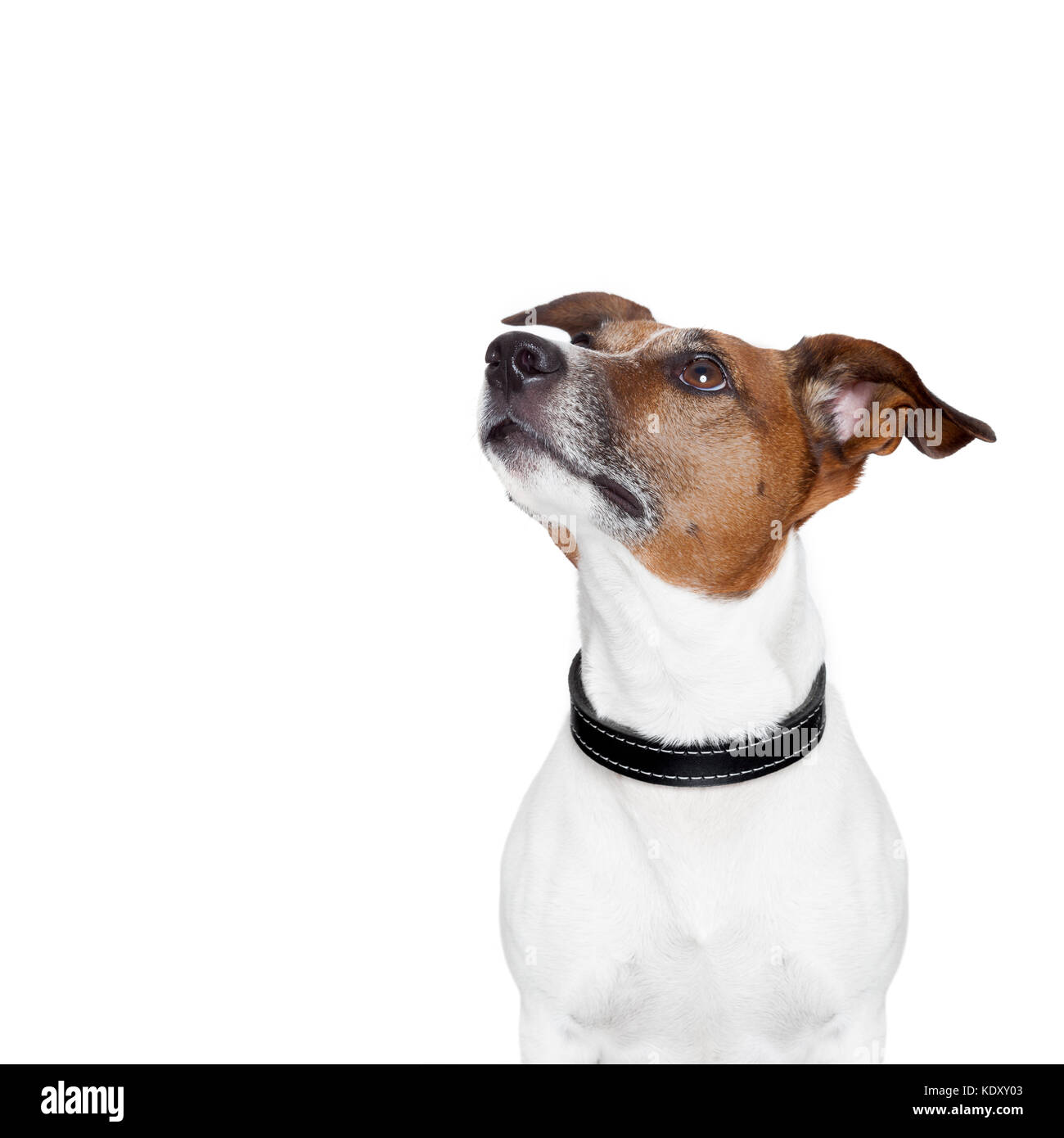placeholder banner dog Stock Photo - Alamy